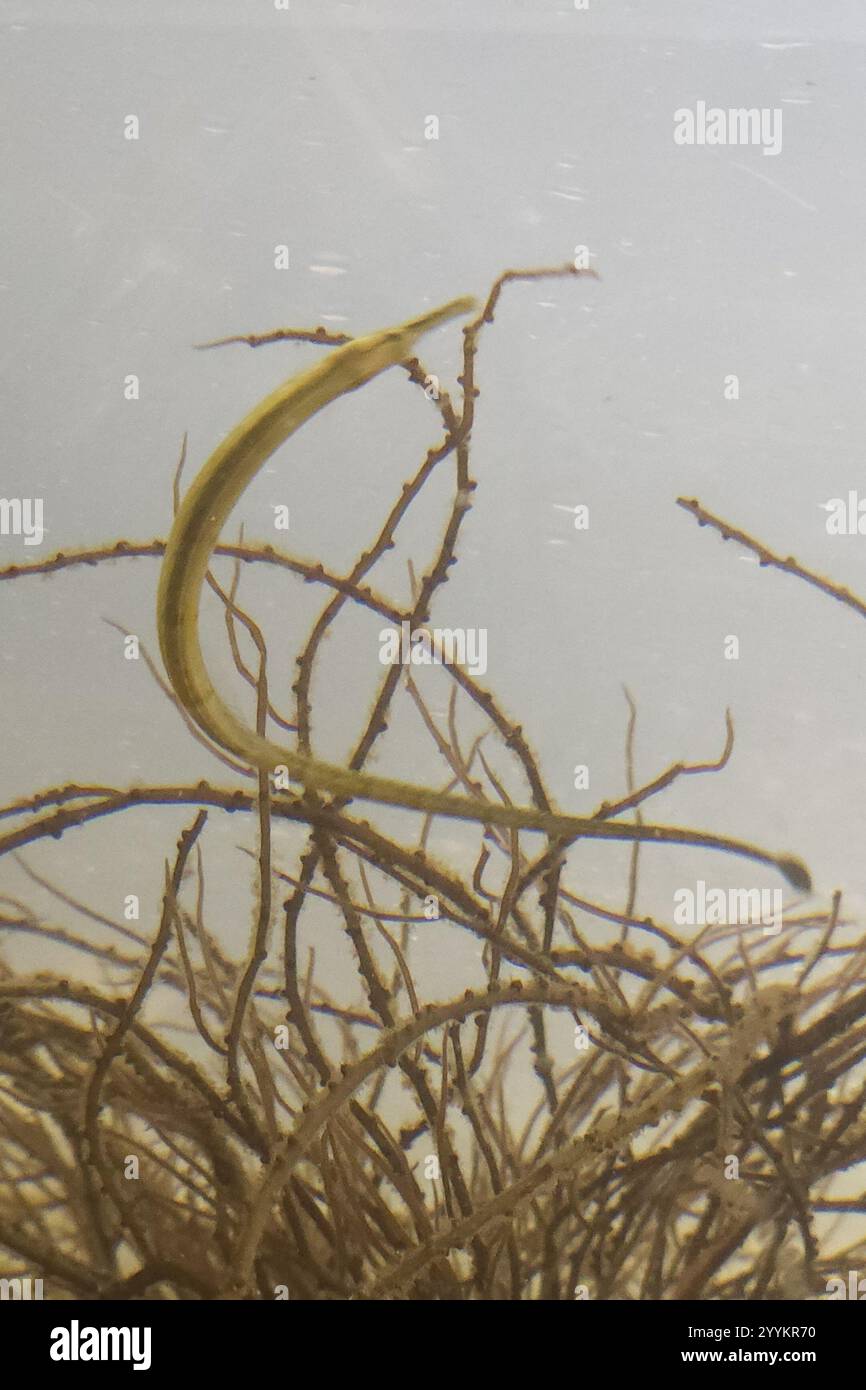 Northern Pipefish (Syngnathus fuscus Stock Photo - Alamy