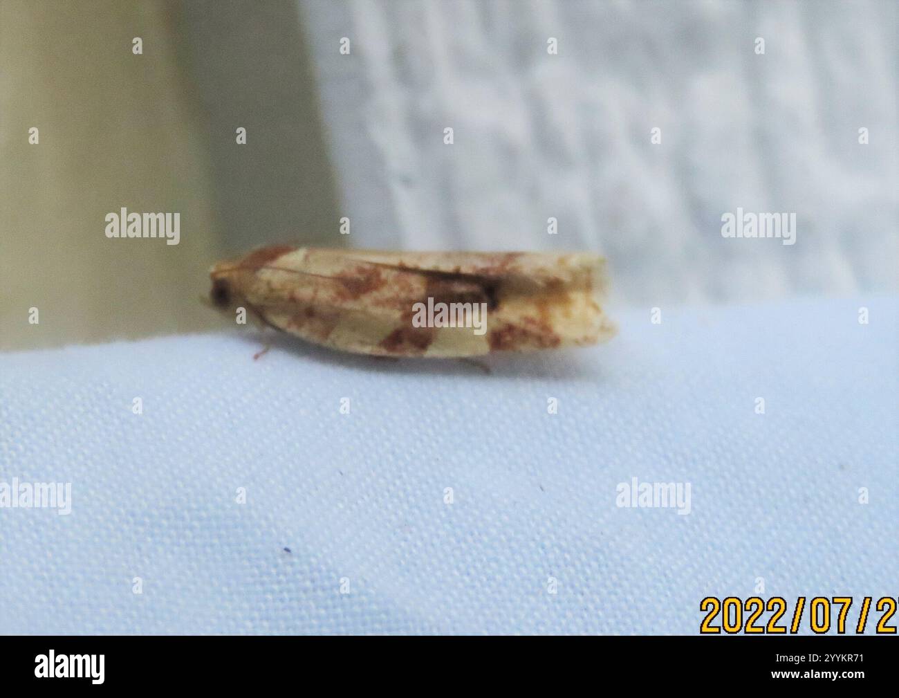 Fruit-tree Leafroller Moth (Archips argyrospila Stock Photo - Alamy