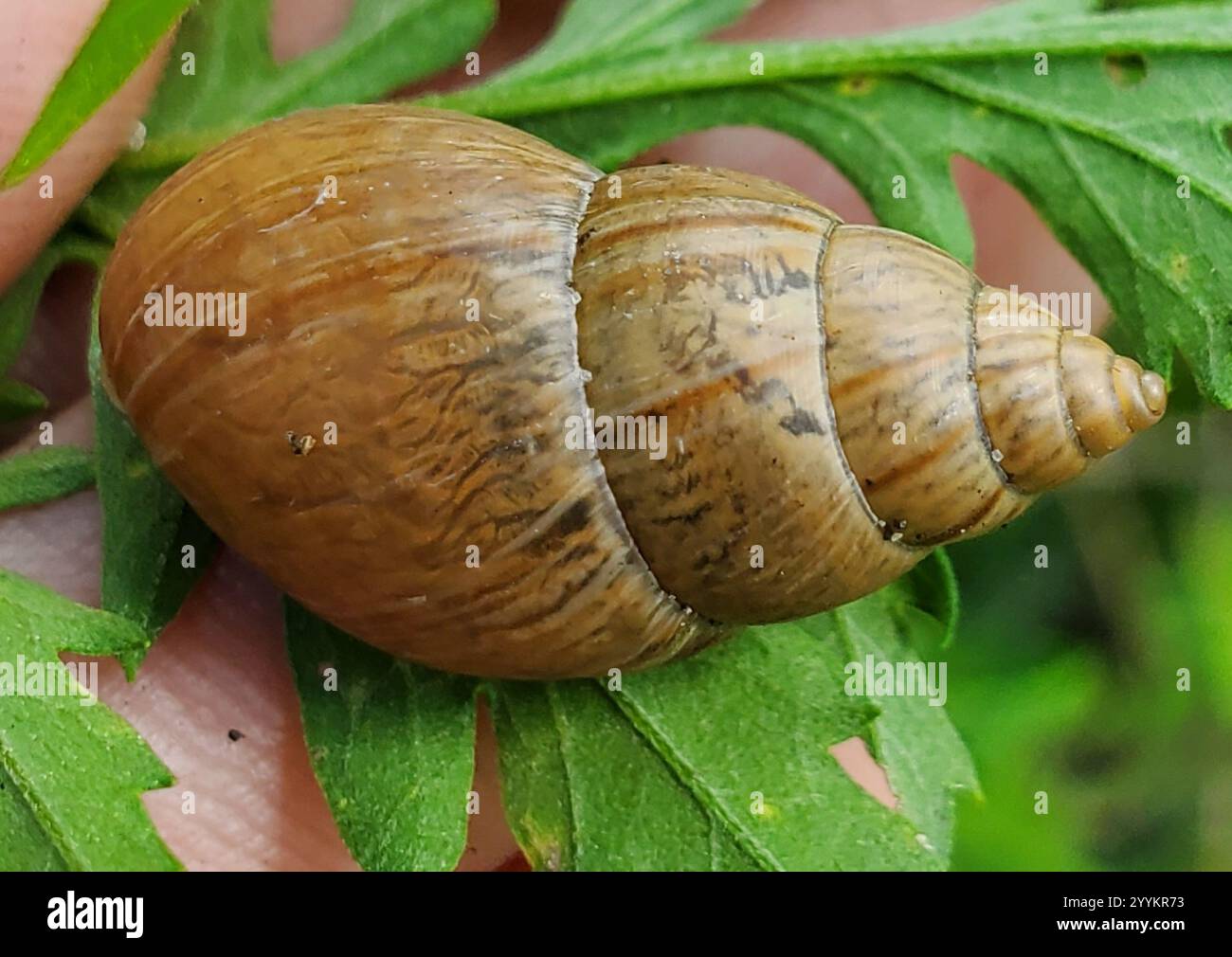 Ghost Bulimulus (Bulimulus bonariensis Stock Photo - Alamy