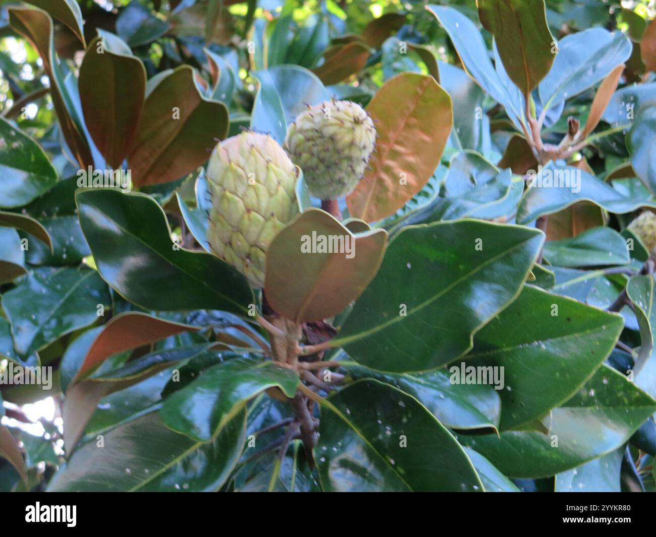 southern magnolia (Magnolia grandiflora Stock Photo - Alamy
