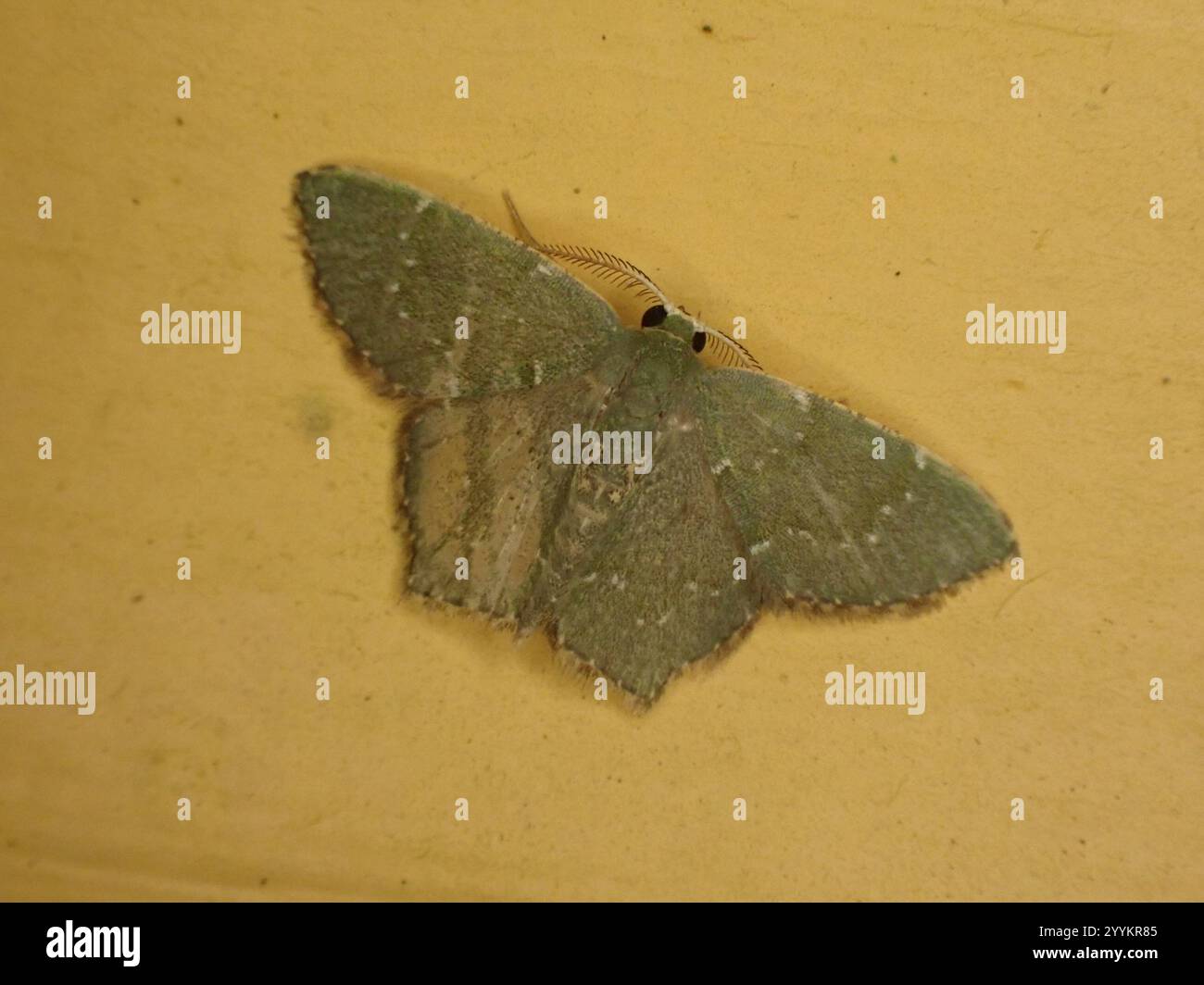 Chloropteryx hi-res stock photography and images - Alamy