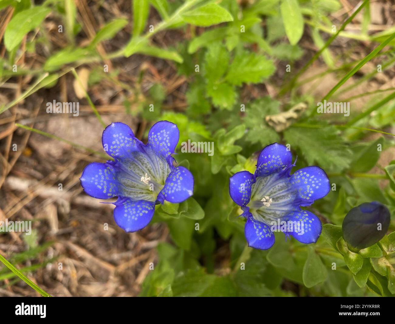 Mountain Bog Gentian (Gentiana calycosa Stock Photo - Alamy