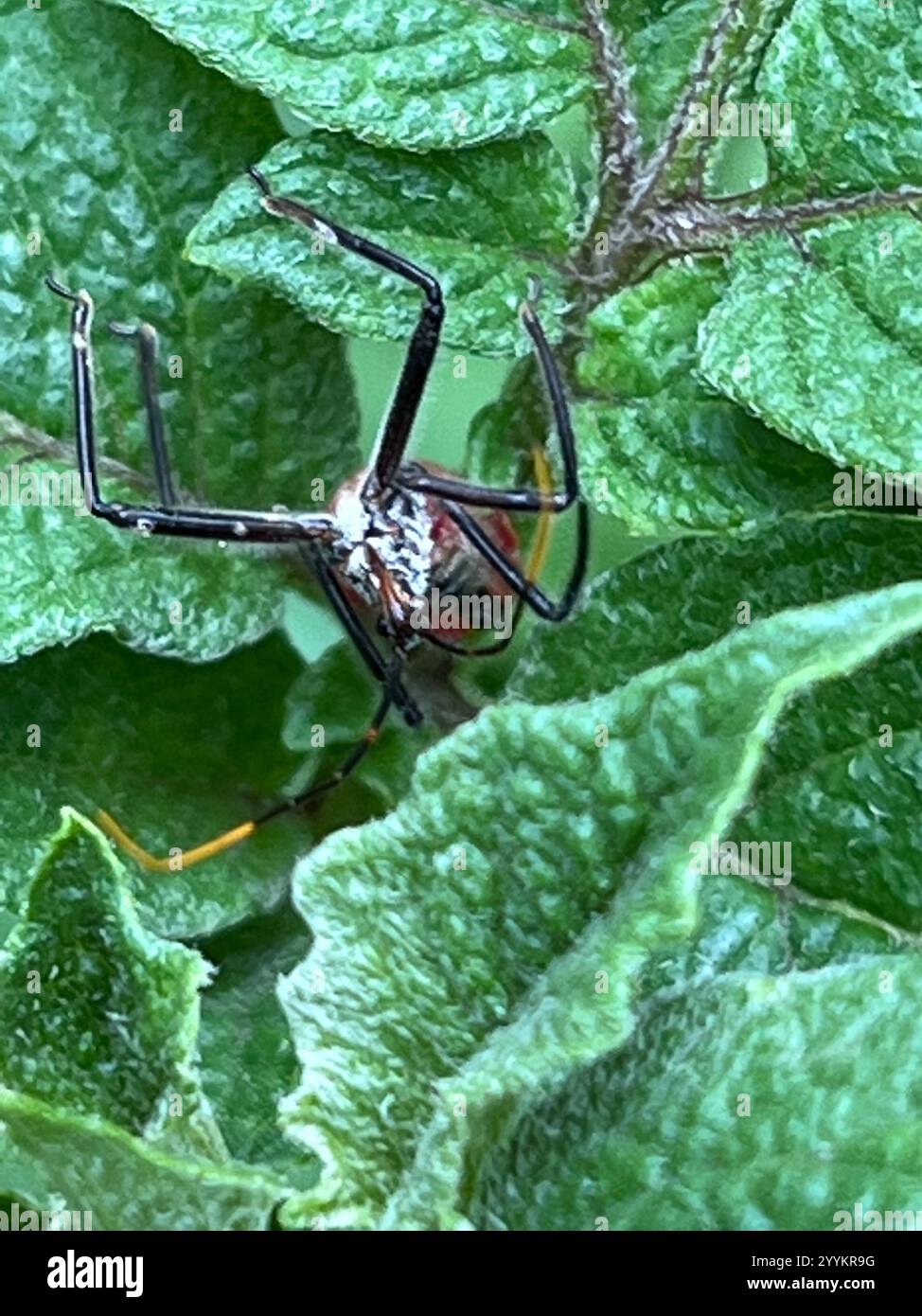North American Wheel Bug (Arilus cristatus Stock Photo - Alamy