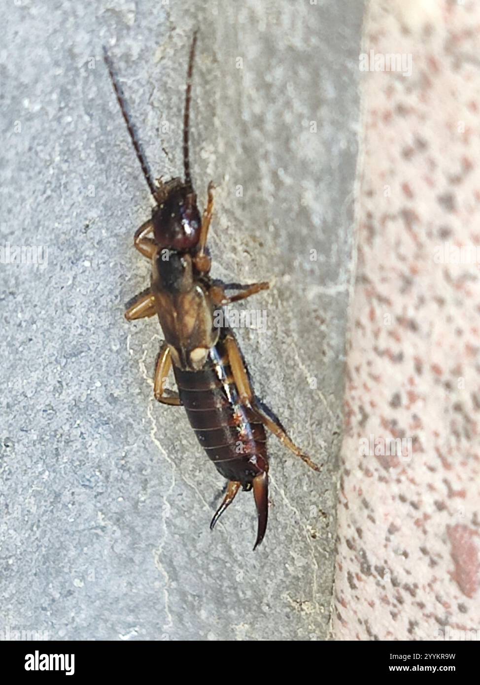 European Earwig Complex (Forficula auricularia Stock Photo - Alamy