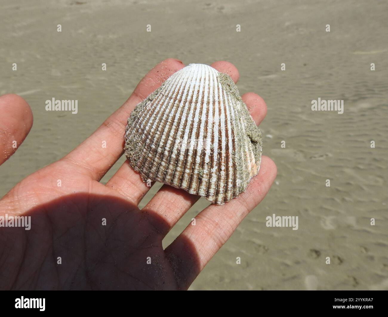 Nuttall's Cockle (Clinocardium nuttallii Stock Photo - Alamy