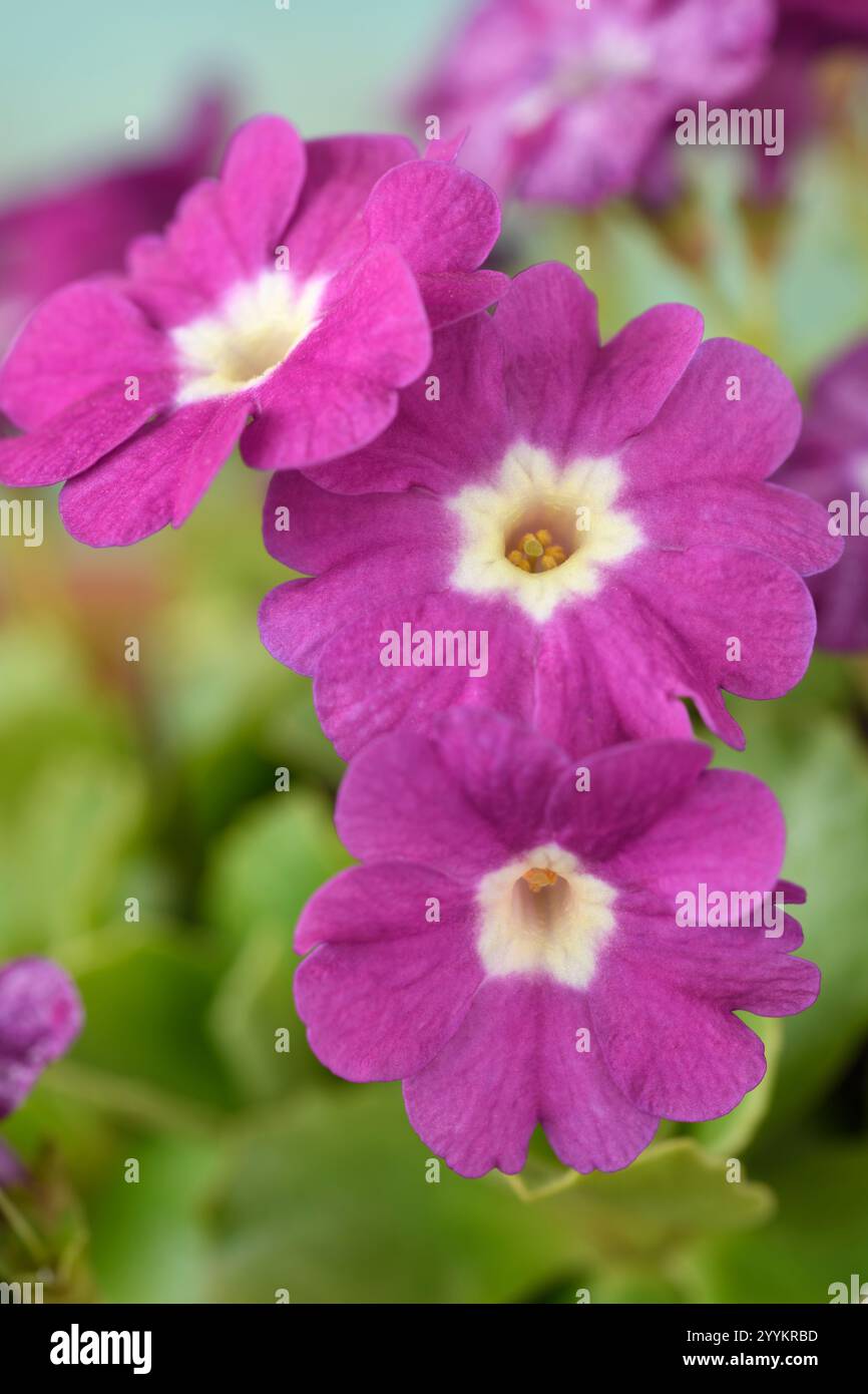 Primulas auricula hi-res stock photography and images - Alamy