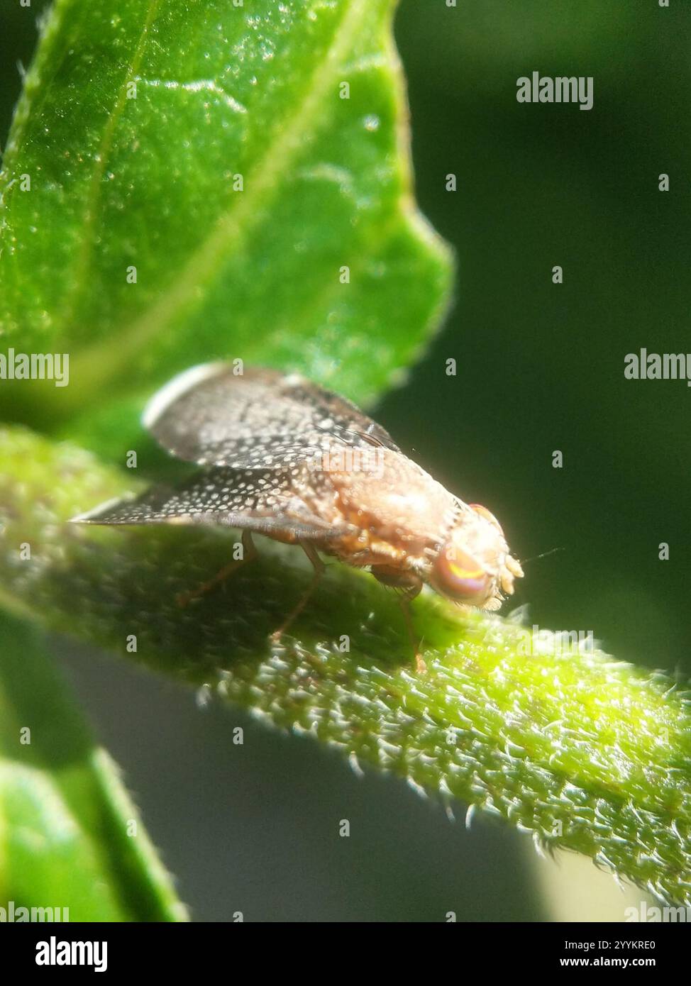 Eutreta hi-res stock photography and images - Alamy