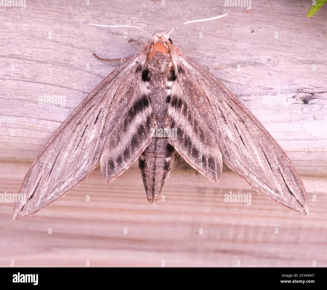 Ash sphinx hi-res stock photography and images - Alamy