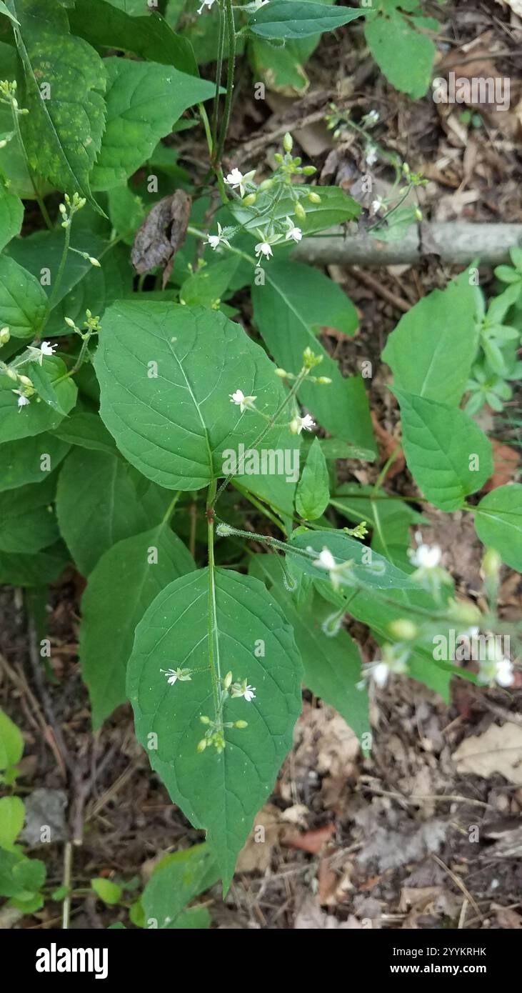 broadleaf enchanter's nightshade (Circaea canadensis Stock Photo - Alamy
