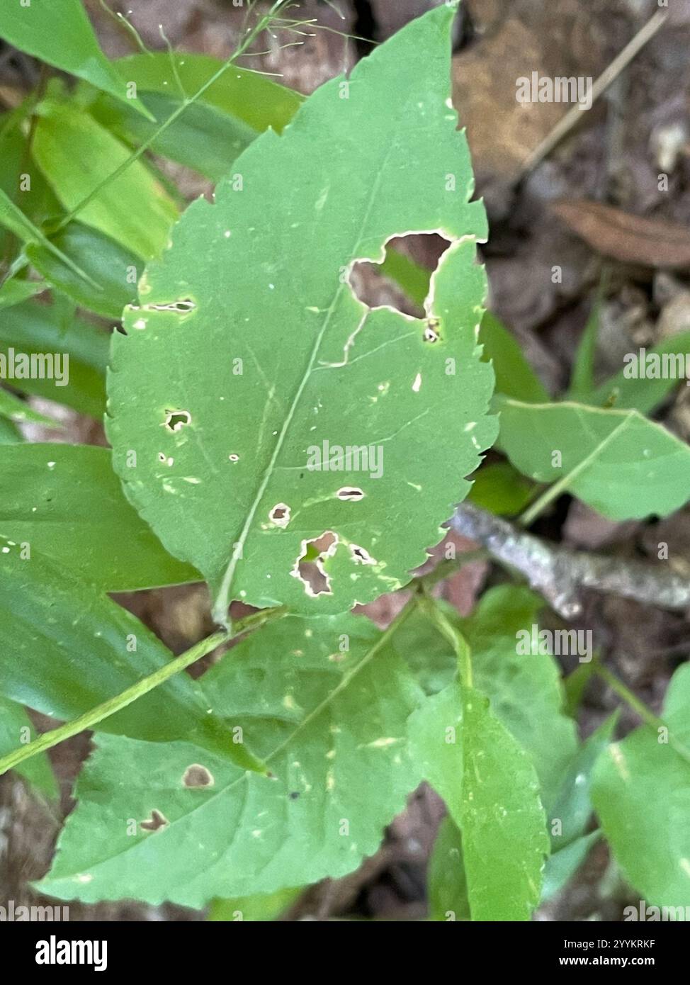 bouquet aster (Eurybia mirabilis Stock Photo - Alamy