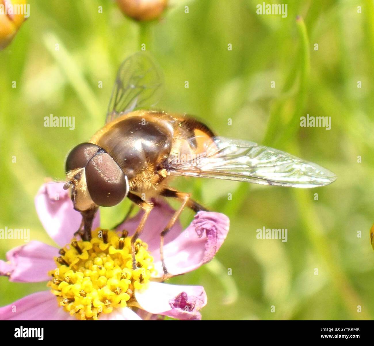 Stripe-winged Drone Fly (Eristalis horticola Stock Photo - Alamy