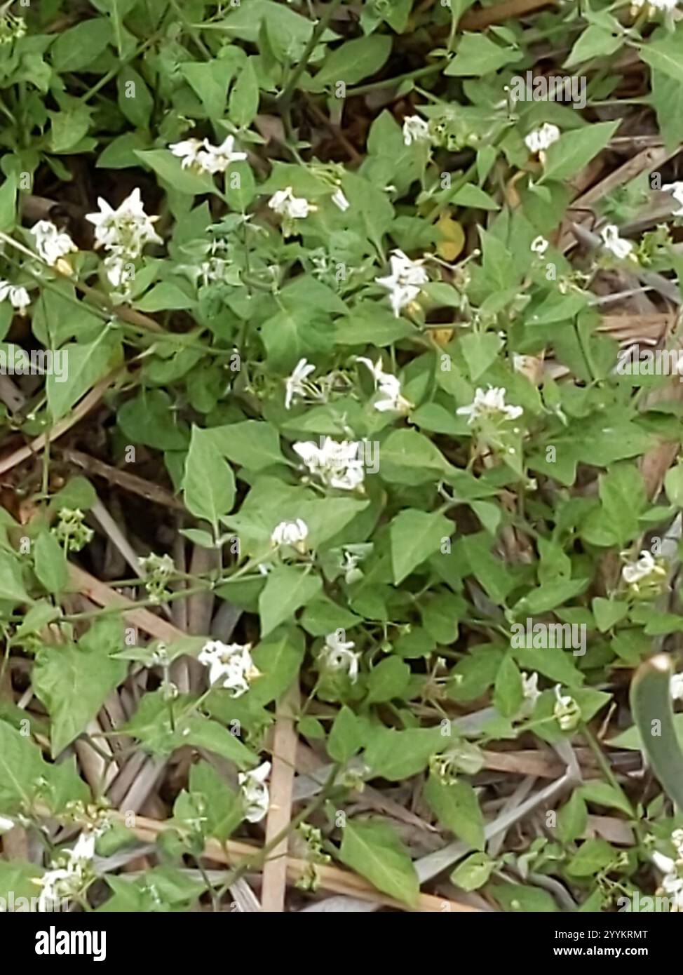 greenspot nightshade (Solanum douglasii Stock Photo - Alamy