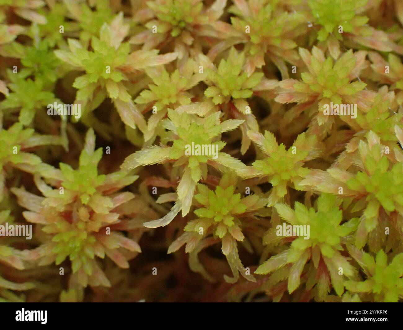 Sphagnum mosses (Sphagnum Stock Photo - Alamy
