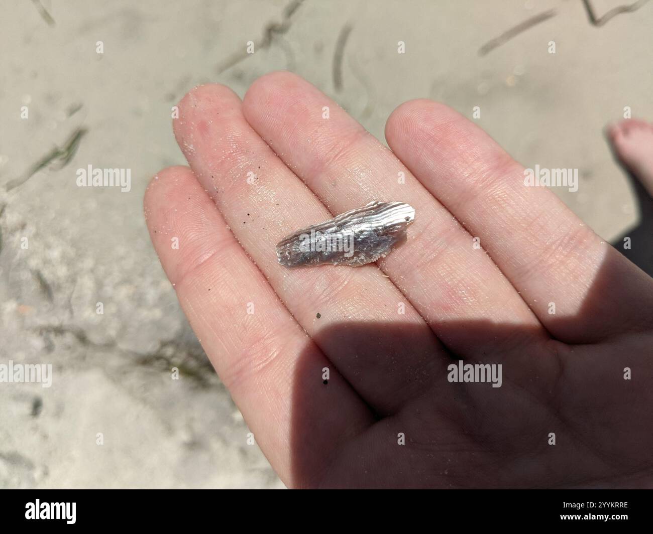 Stiff Pen Shell (Atrina rigida Stock Photo - Alamy