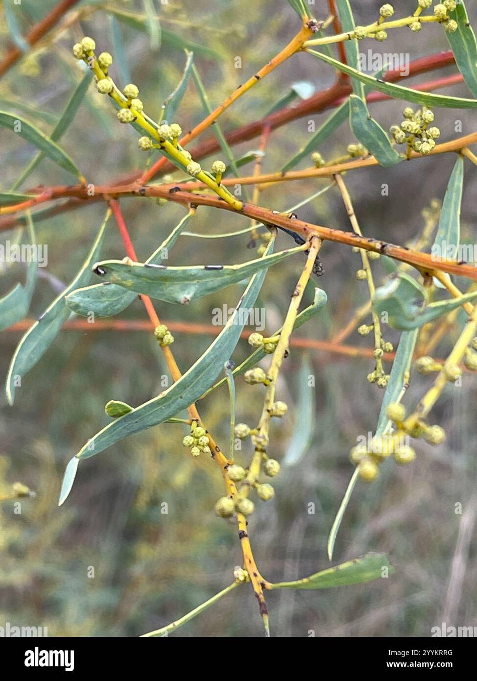 Golden Wattle (Acacia decora Stock Photo - Alamy