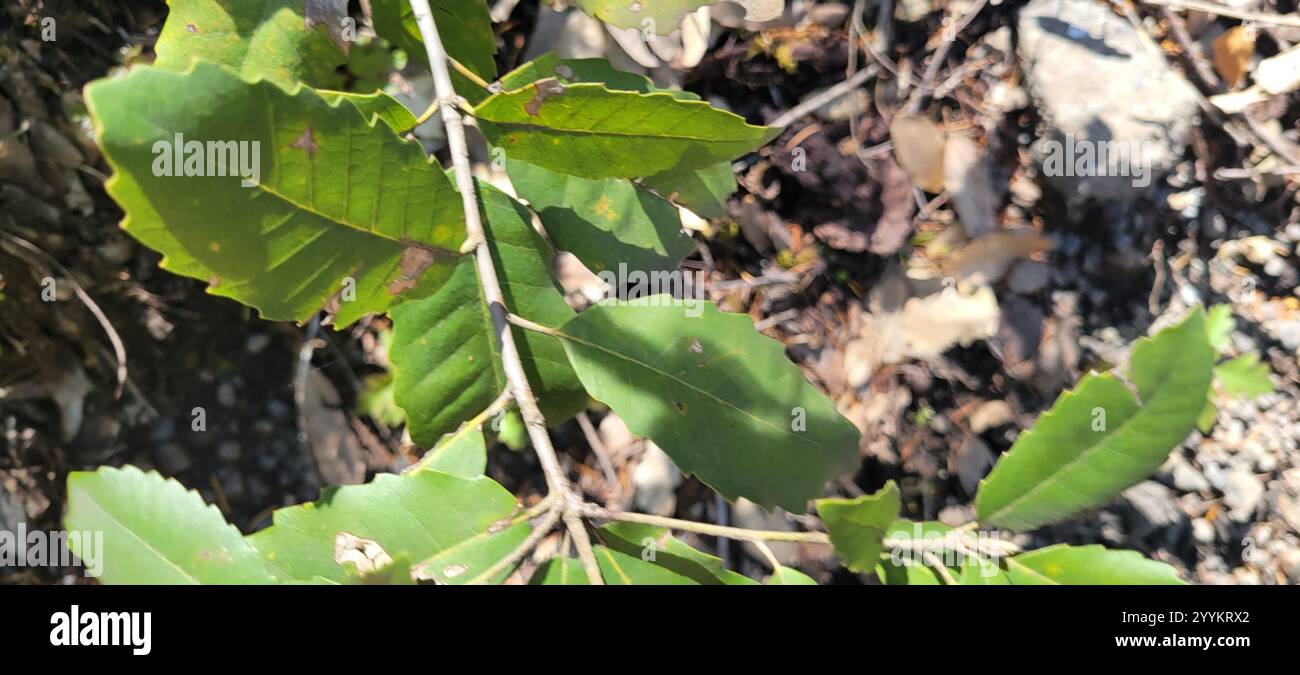 Tanoak (Notholithocarpus densiflorus Stock Photo - Alamy