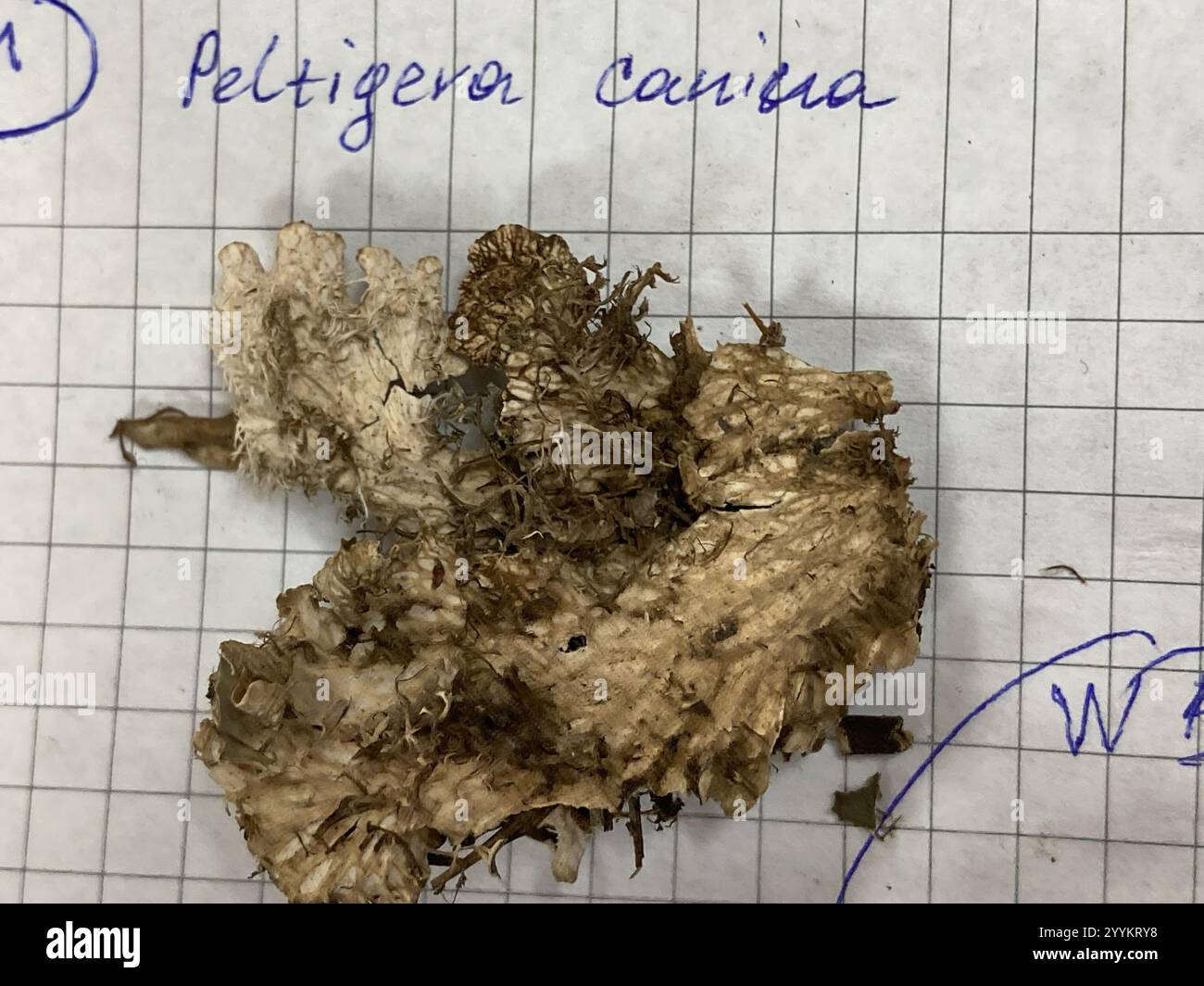 dog pelt lichen (Peltigera canina Stock Photo - Alamy