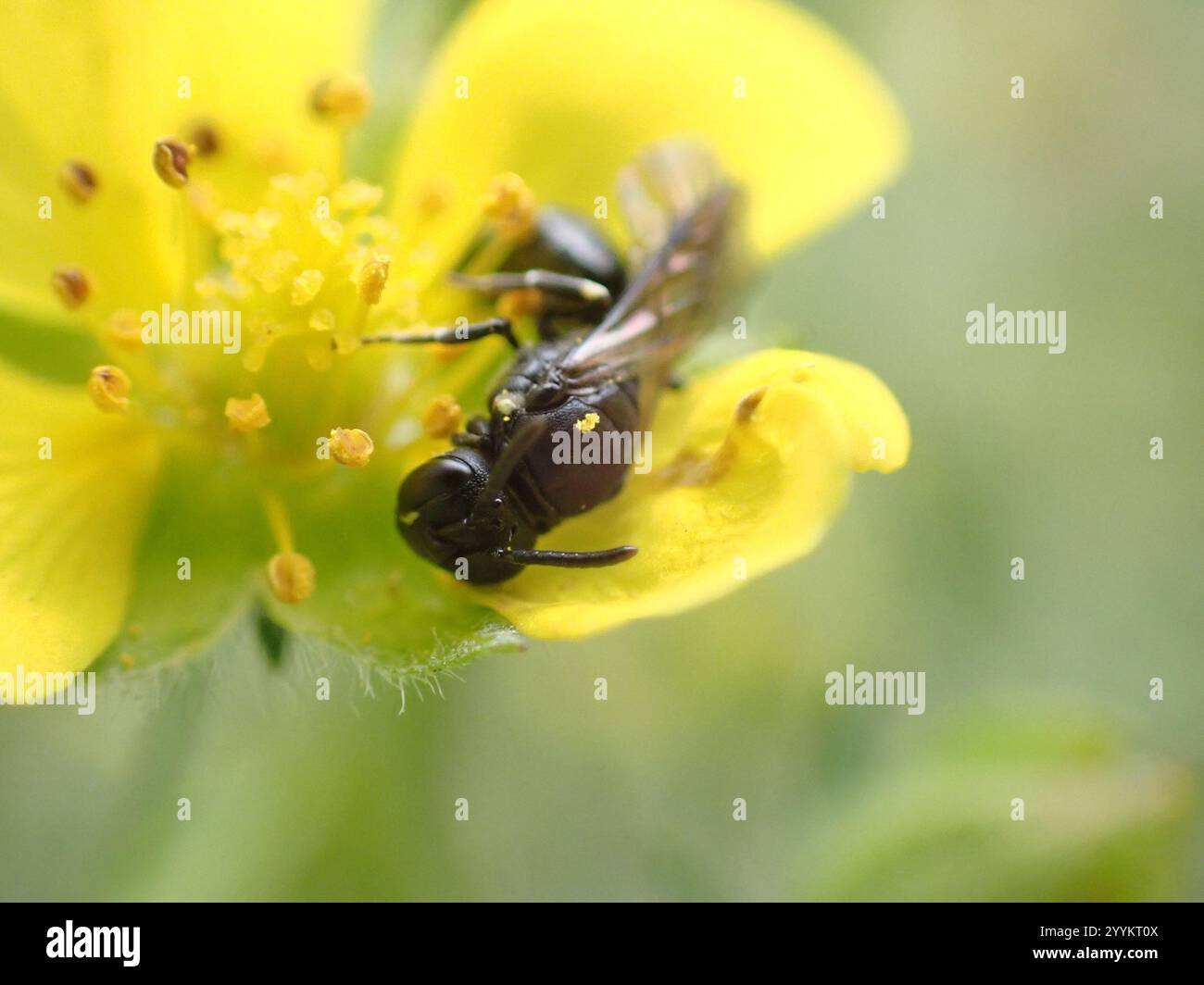 Masked Bees (Hylaeus Stock Photo - Alamy