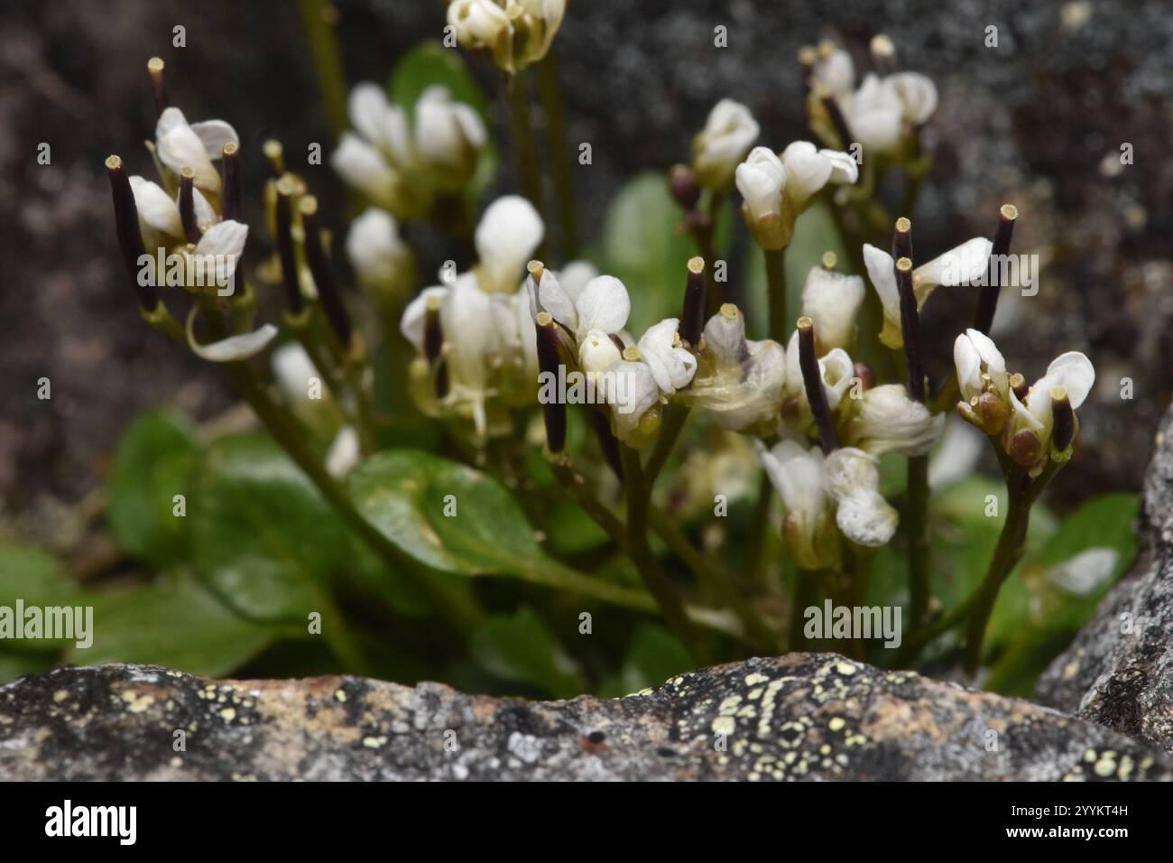 alpine bittercress (Cardamine bellidifolia Stock Photo - Alamy