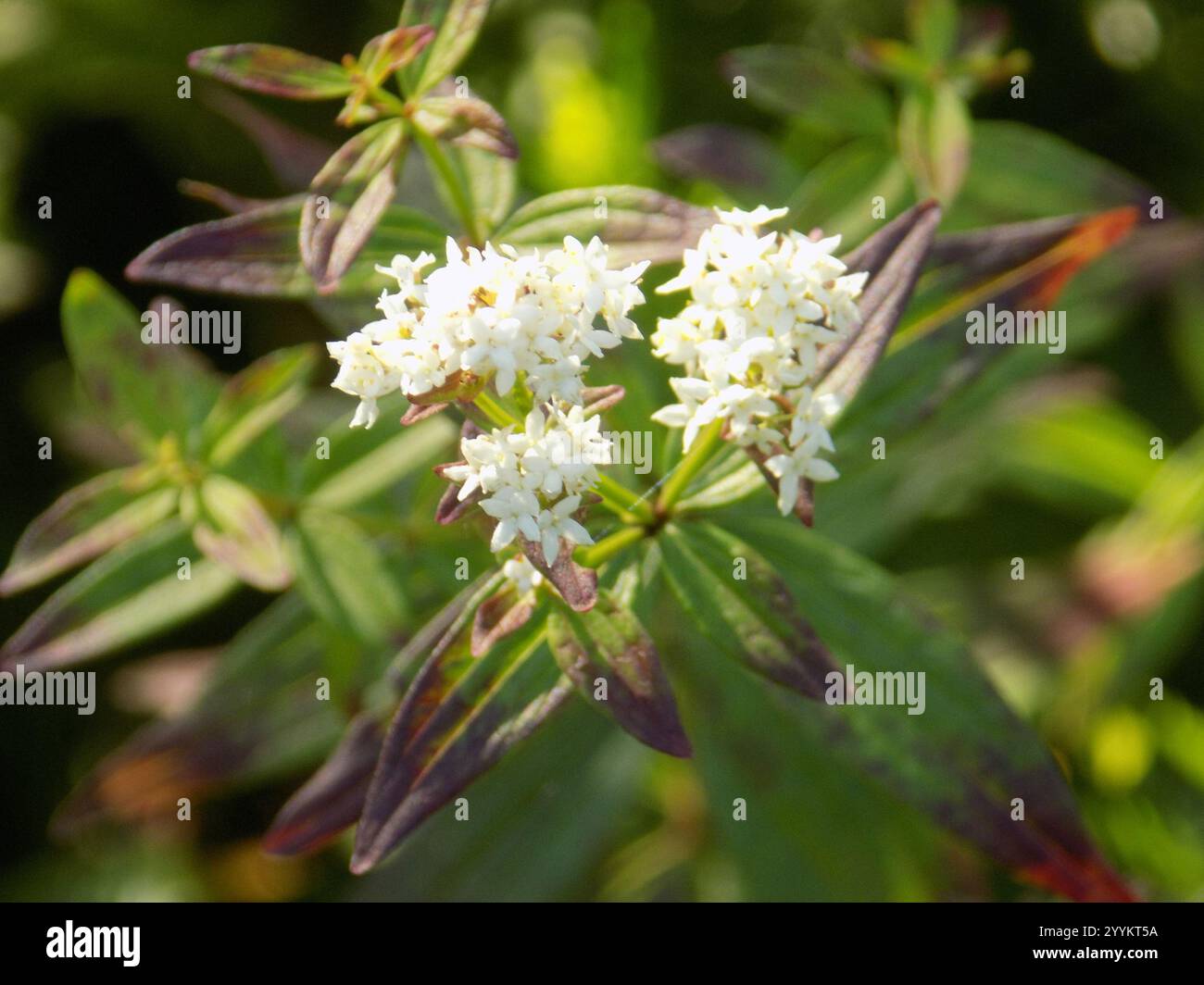 Northern Bedstraw (Galium boreale Stock Photo - Alamy