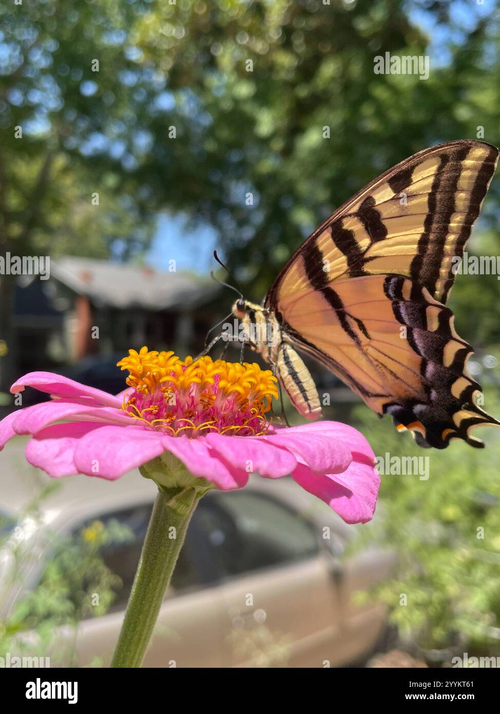 Western Tiger Swallowtail (Papilio rutulus Stock Photo - Alamy