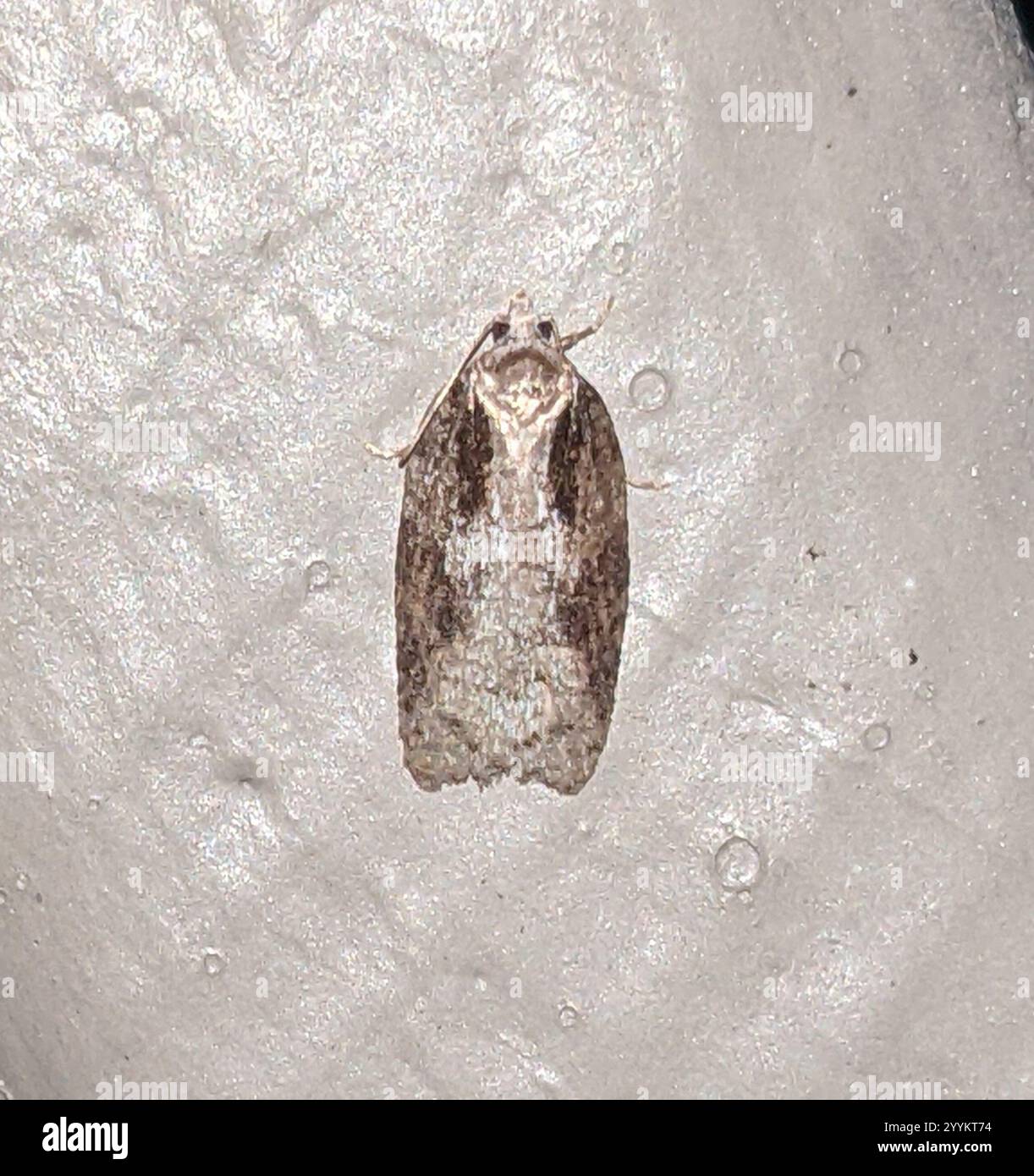Small Aspen Leaftier Moth (Acleris fuscana Stock Photo - Alamy