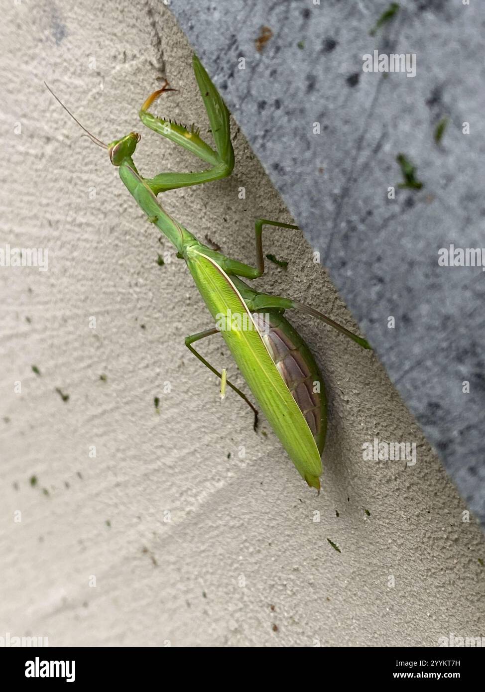 European Mantis (Mantis religiosa Stock Photo - Alamy