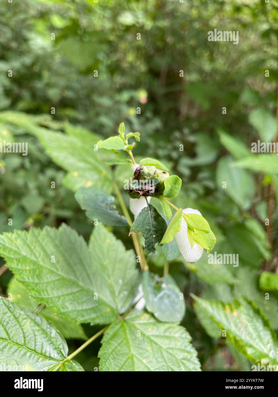 Meadow Spittlebug (Philaenus spumarius Stock Photo - Alamy