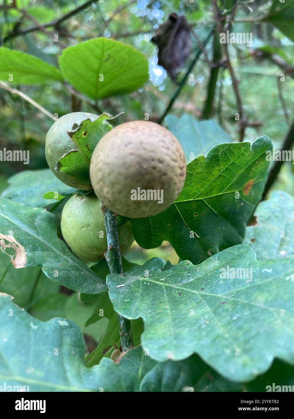 Oak Marble Gall Wasp (Andricus kollari Stock Photo - Alamy
