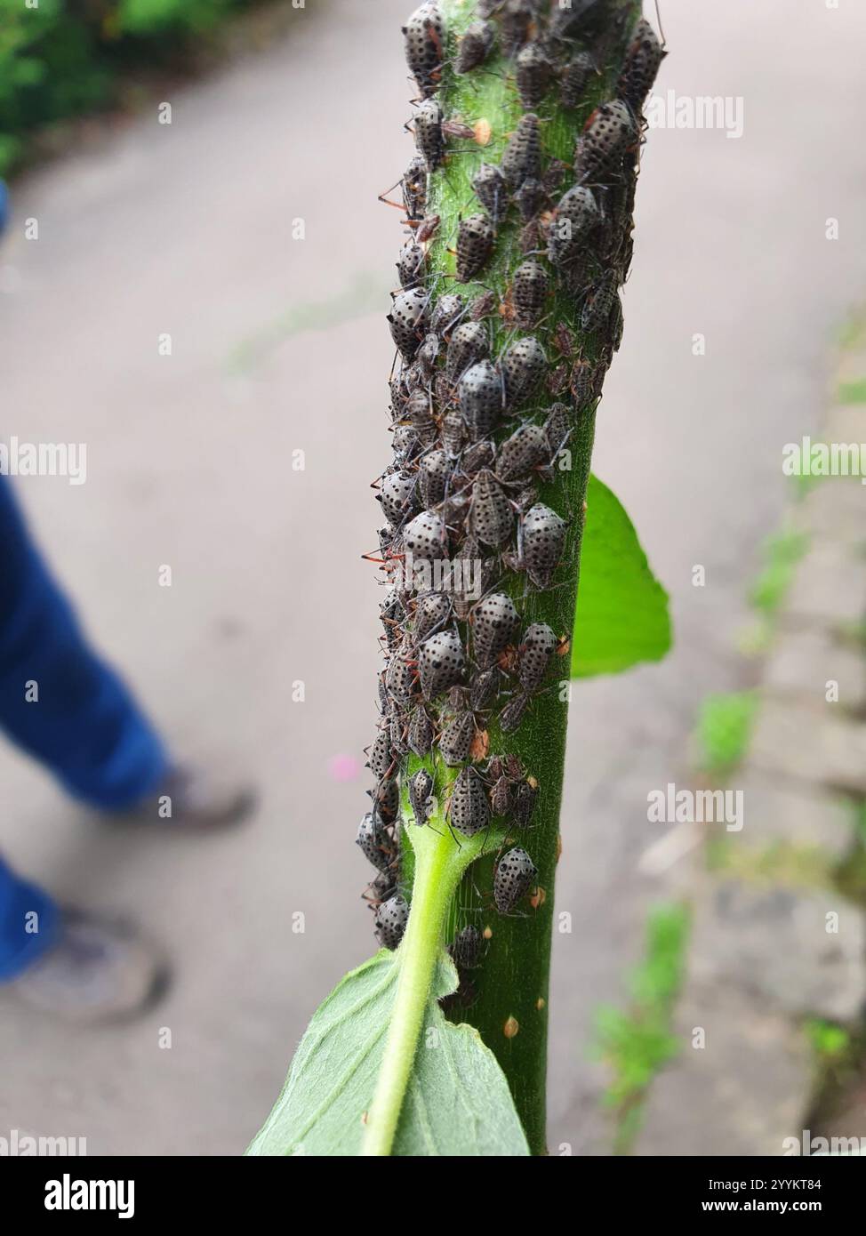 Giant willow aphid hi-res stock photography and images - Alamy
