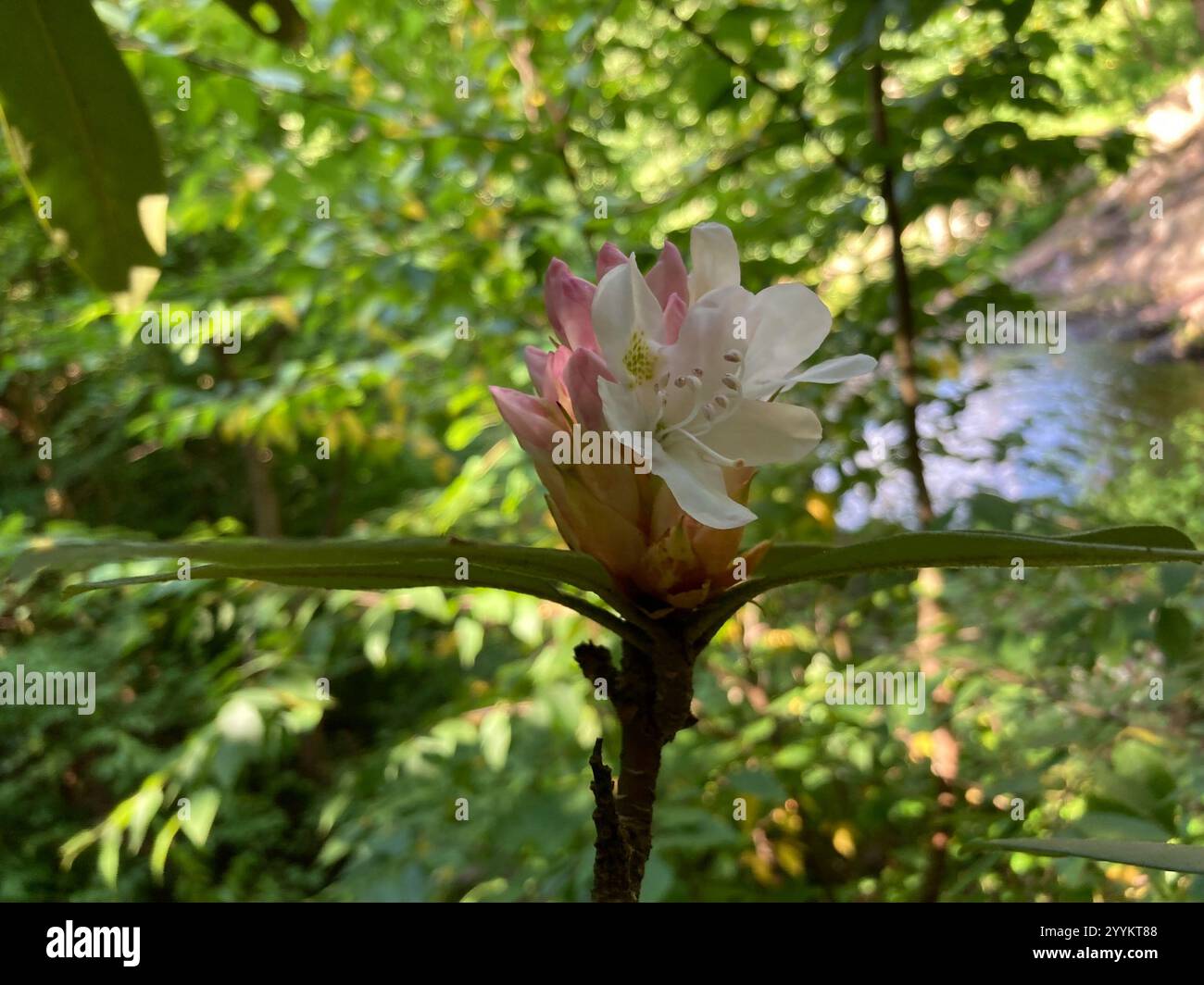 great rhododendron (Rhododendron maximum Stock Photo - Alamy