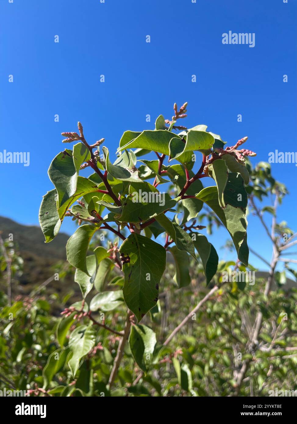 sugar bush (Rhus ovata Stock Photo - Alamy
