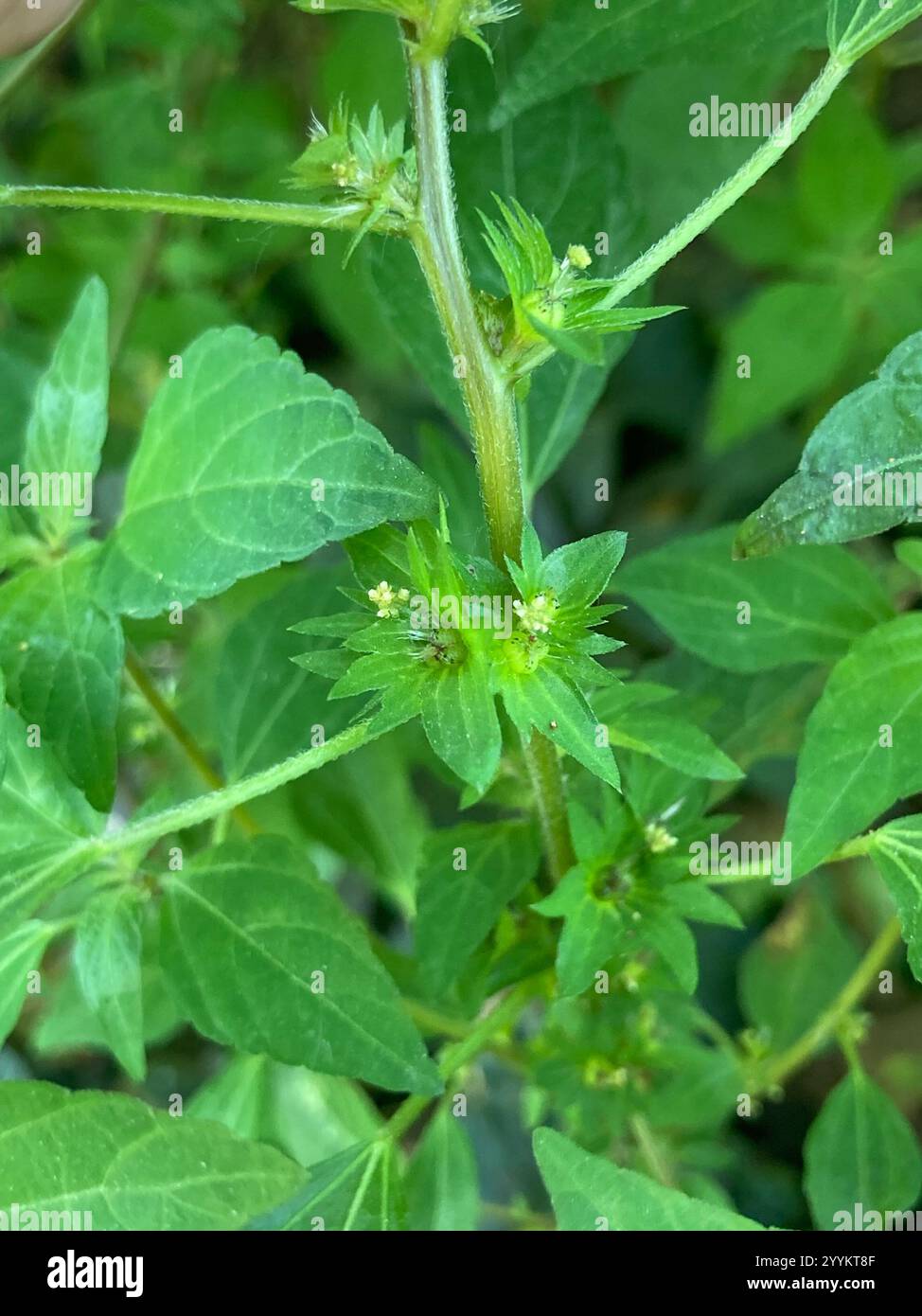 common copperleaf (Acalypha rhomboidea Stock Photo - Alamy