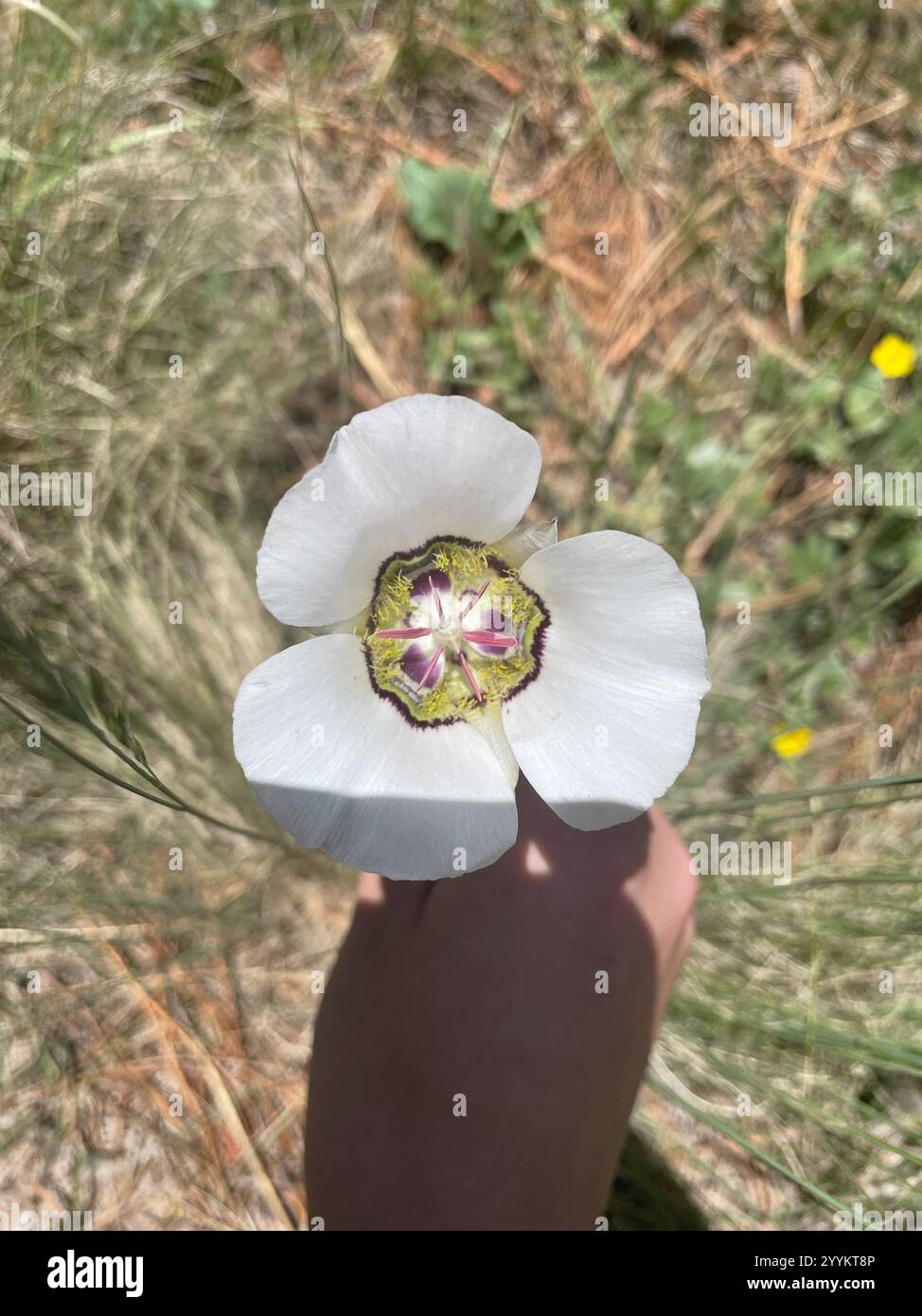 Arizona mariposa lily (Calochortus ambiguus Stock Photo - Alamy