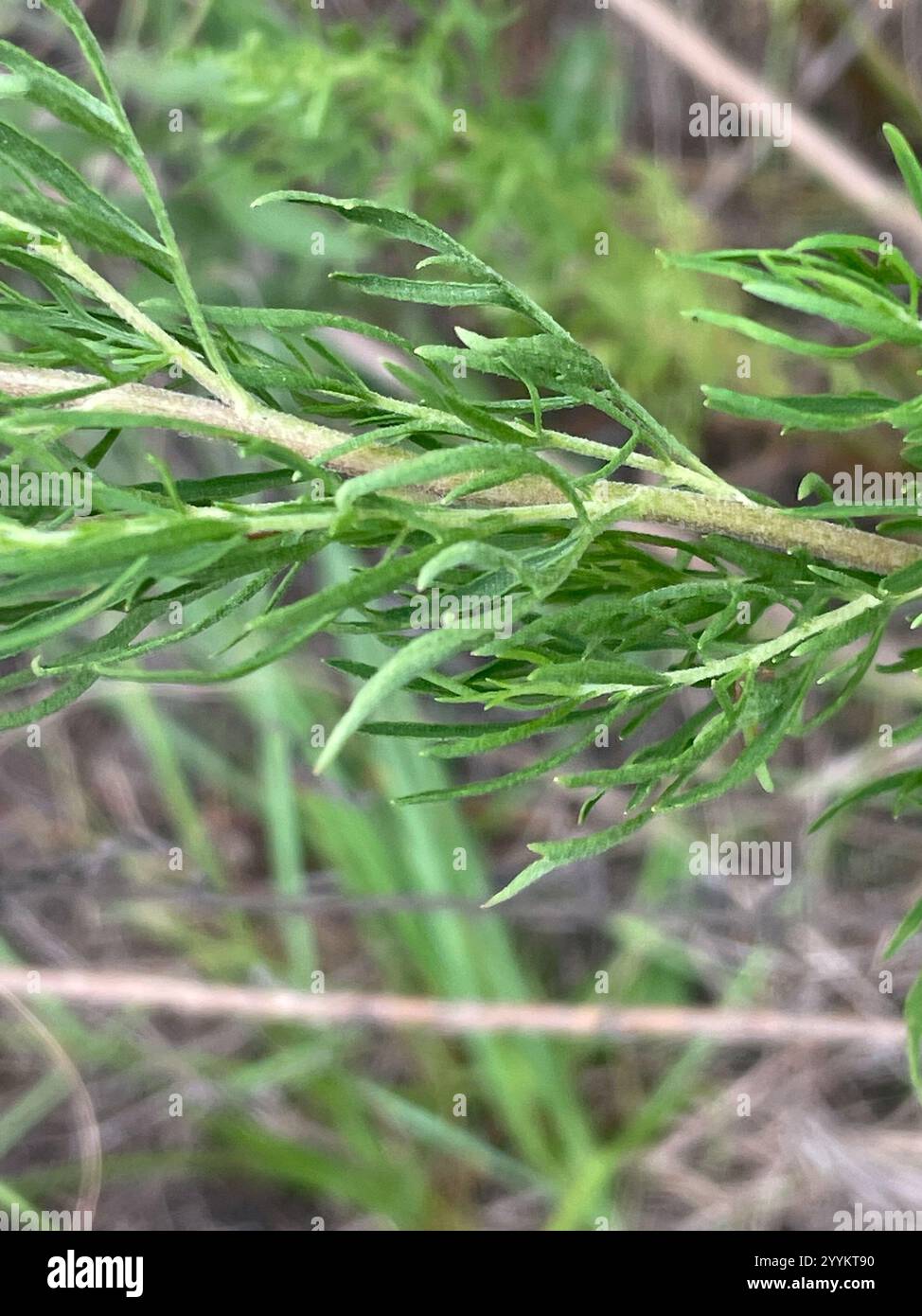 Coastal Dog Fennel (Eupatorium compositifolium Stock Photo - Alamy
