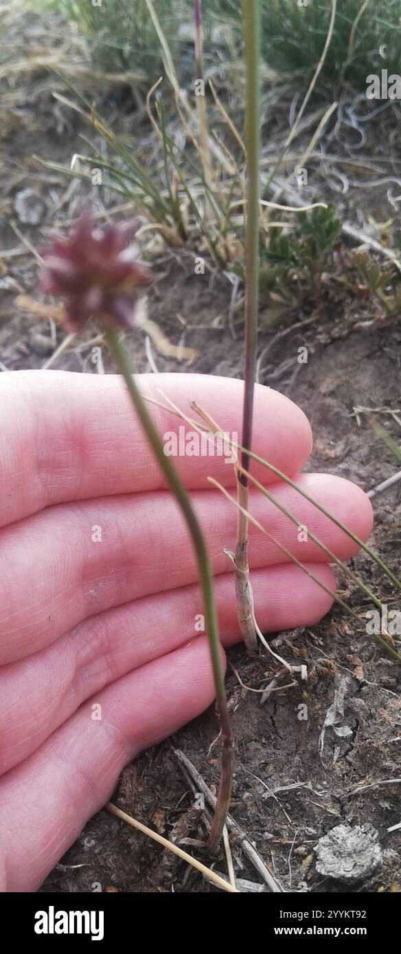 field garlic (Allium oleraceum Stock Photo - Alamy