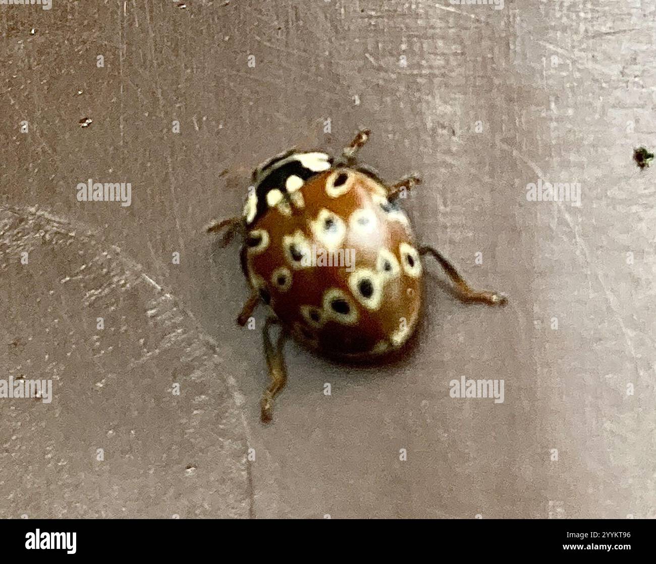 Eye-spotted Lady Beetle (Anatis mali Stock Photo - Alamy