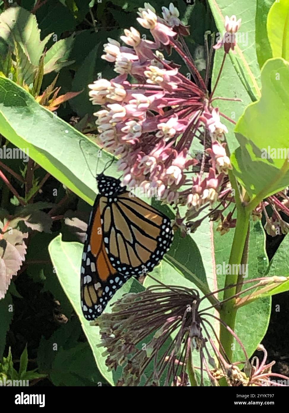 Monarch (Danaus plexippus Stock Photo - Alamy
