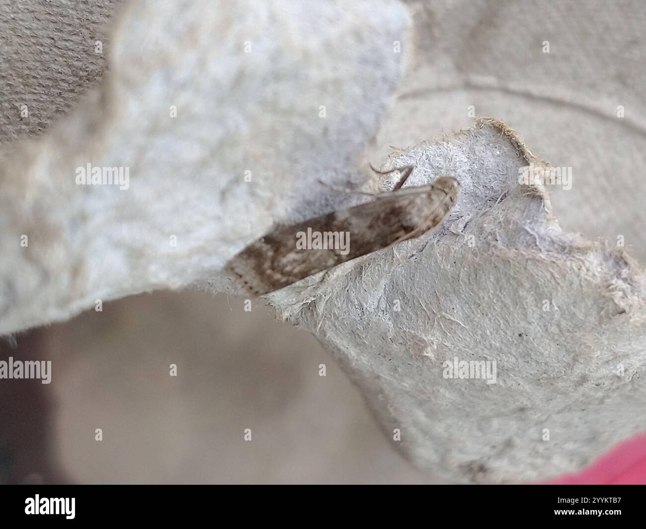 Dotted Oak Knot-horn (Phycita roborella Stock Photo - Alamy