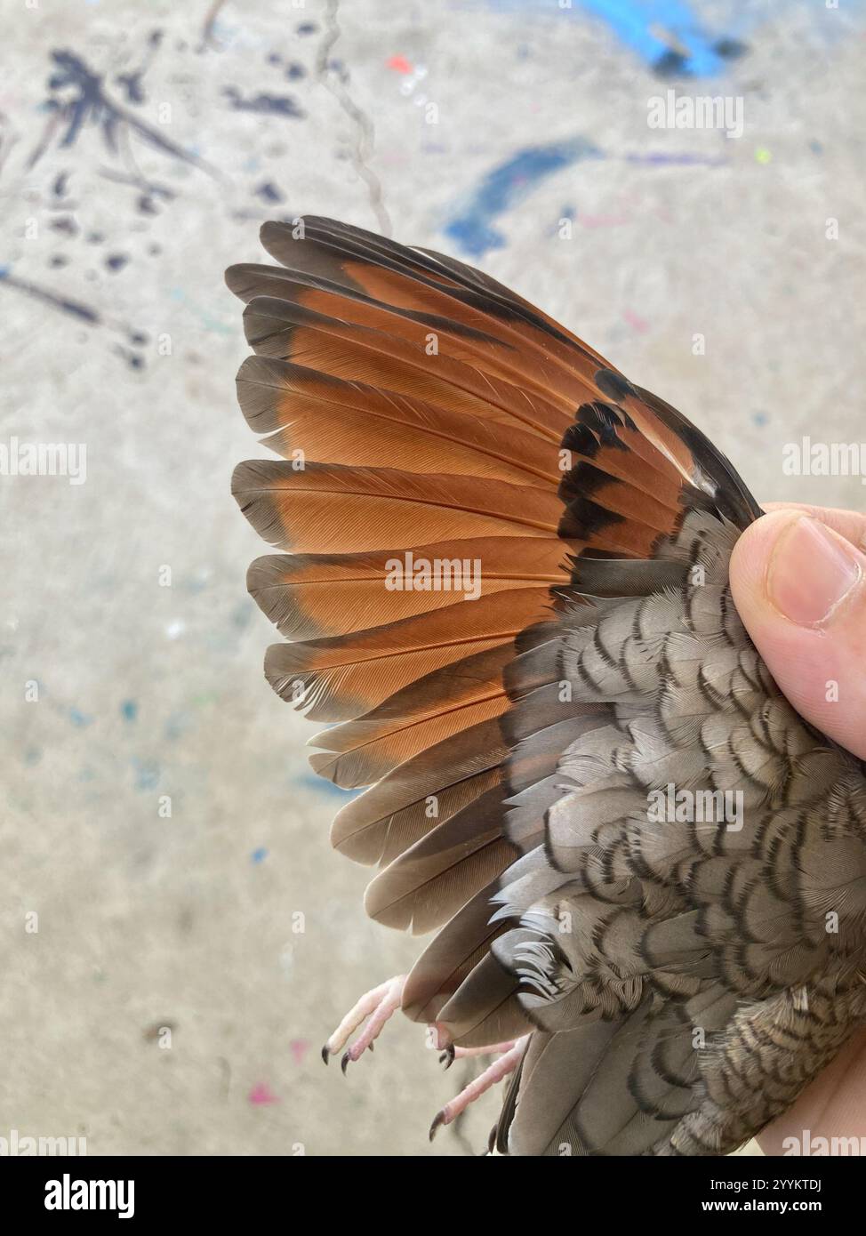 Inca Dove (Columbina inca Stock Photo - Alamy