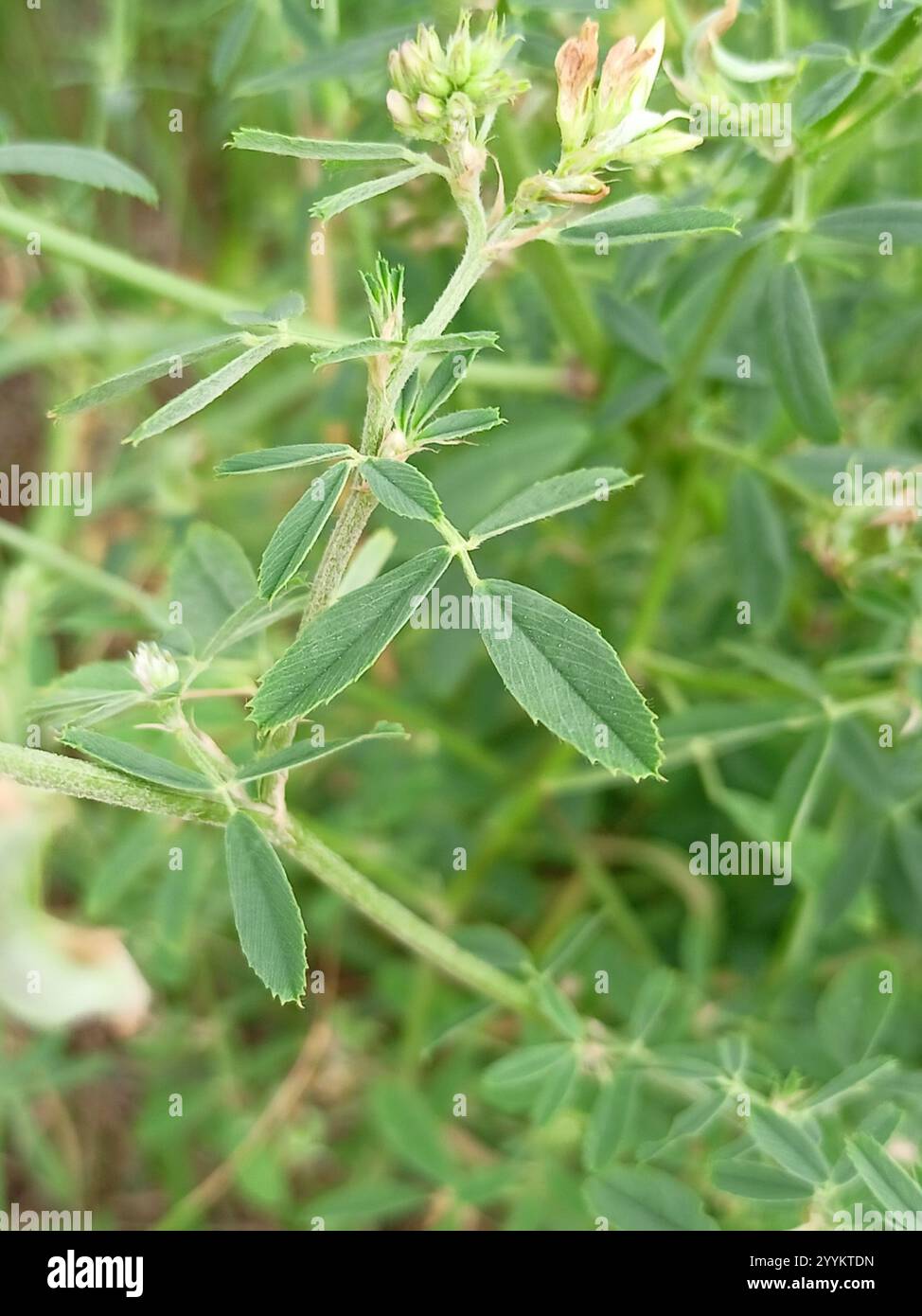 sickle alfalfa (Medicago falcata Stock Photo - Alamy