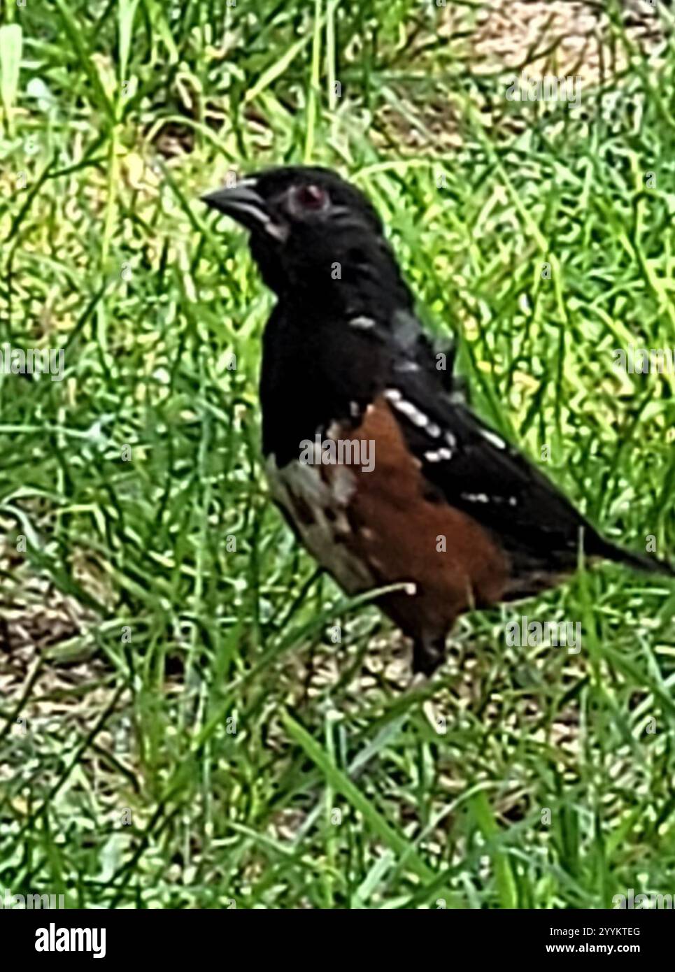 Spotted Towhee (Pipilo maculatus Stock Photo - Alamy