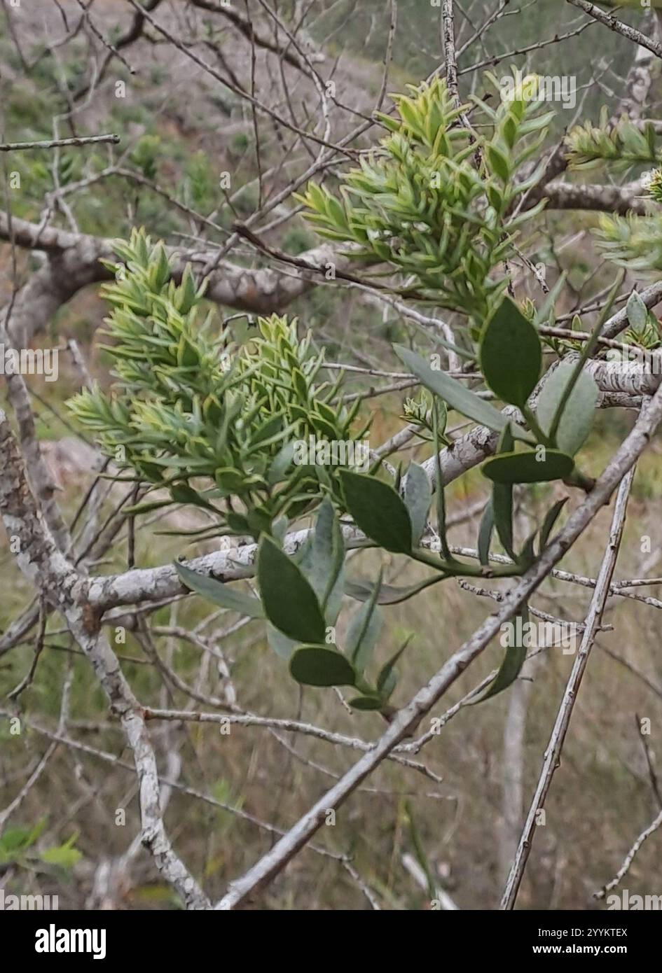 Cape Sumach (Colpoon compressum Stock Photo - Alamy