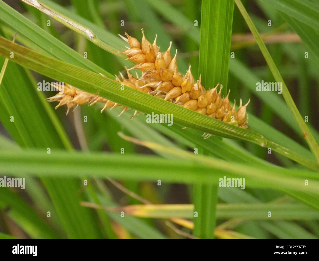 true sedges (Carex Stock Photo - Alamy