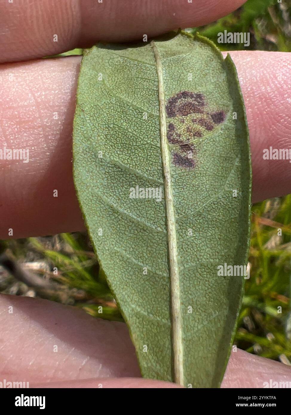 southern bayberry (Morella caroliniensis Stock Photo - Alamy