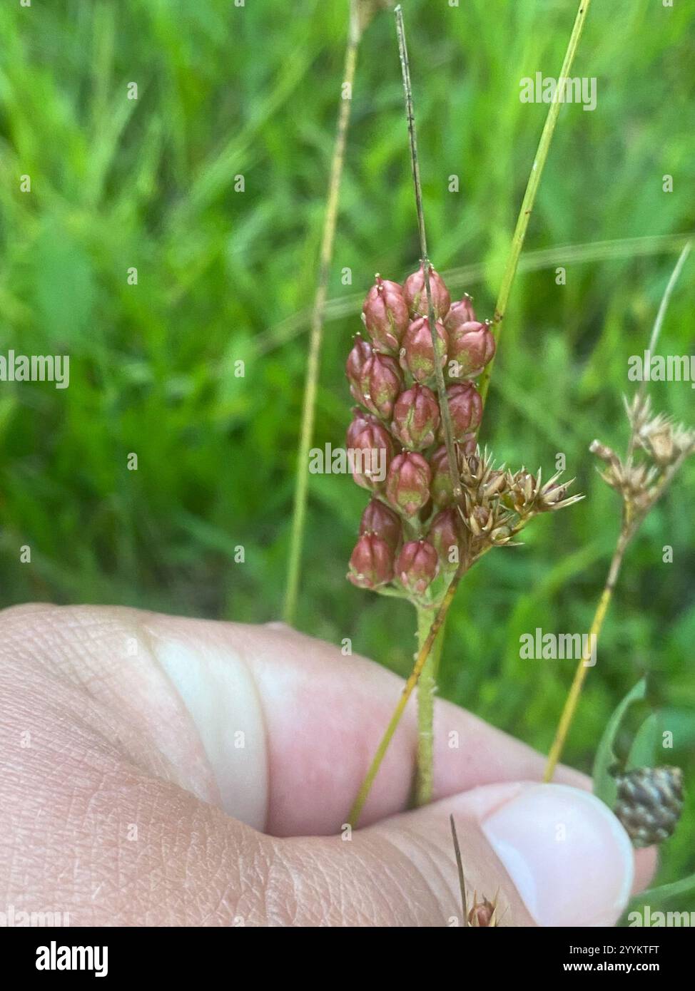 Sticky False Asphodel (Triantha glutinosa Stock Photo - Alamy