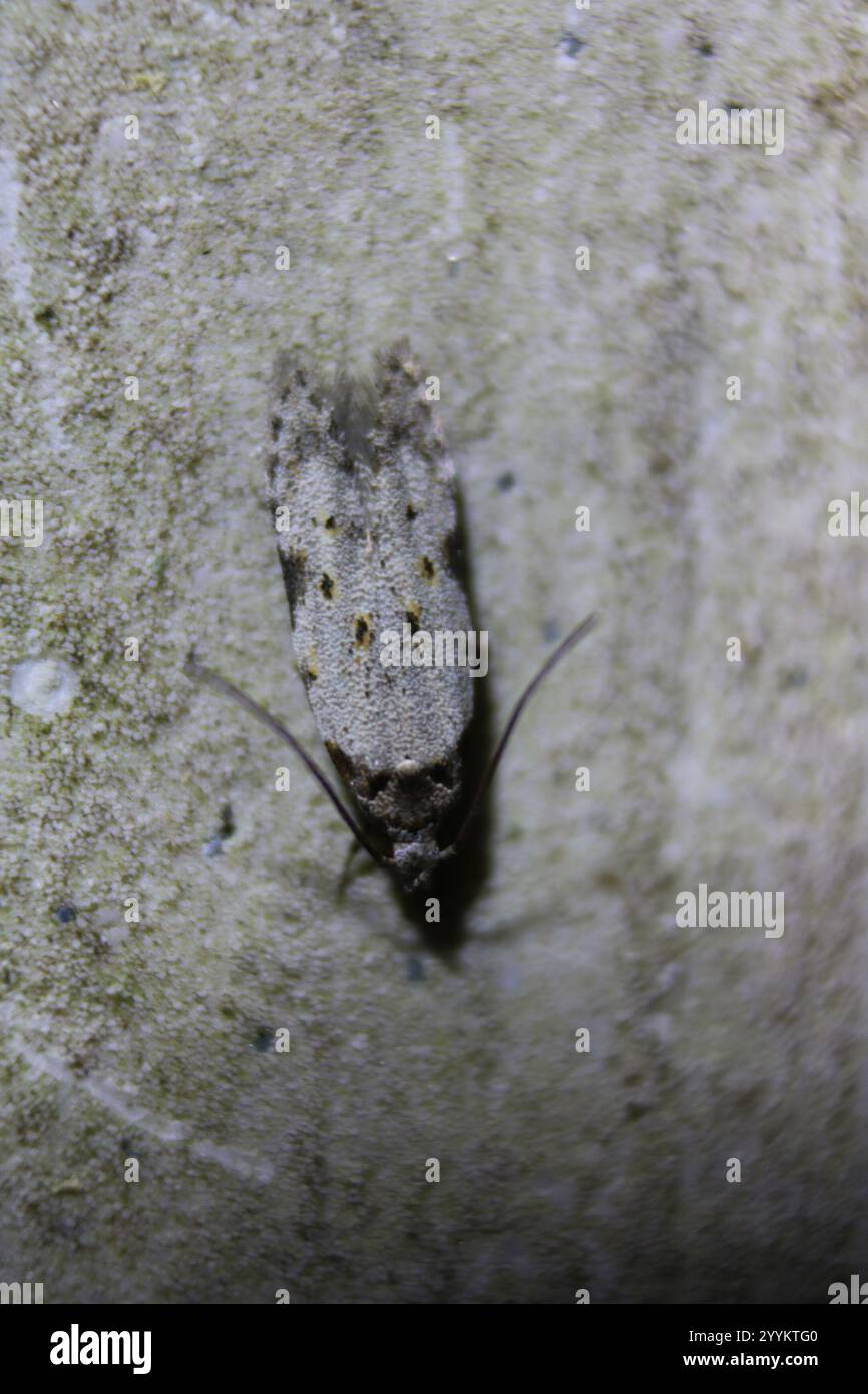 Taygete hi-res stock photography and images - Alamy