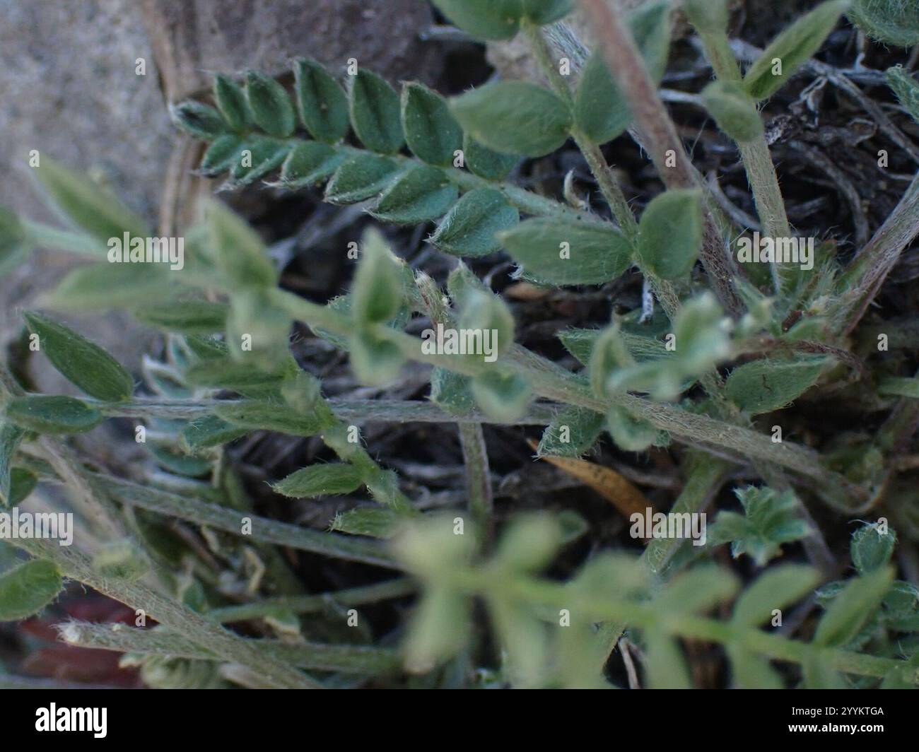 field locoweed (Oxytropis campestris Stock Photo - Alamy