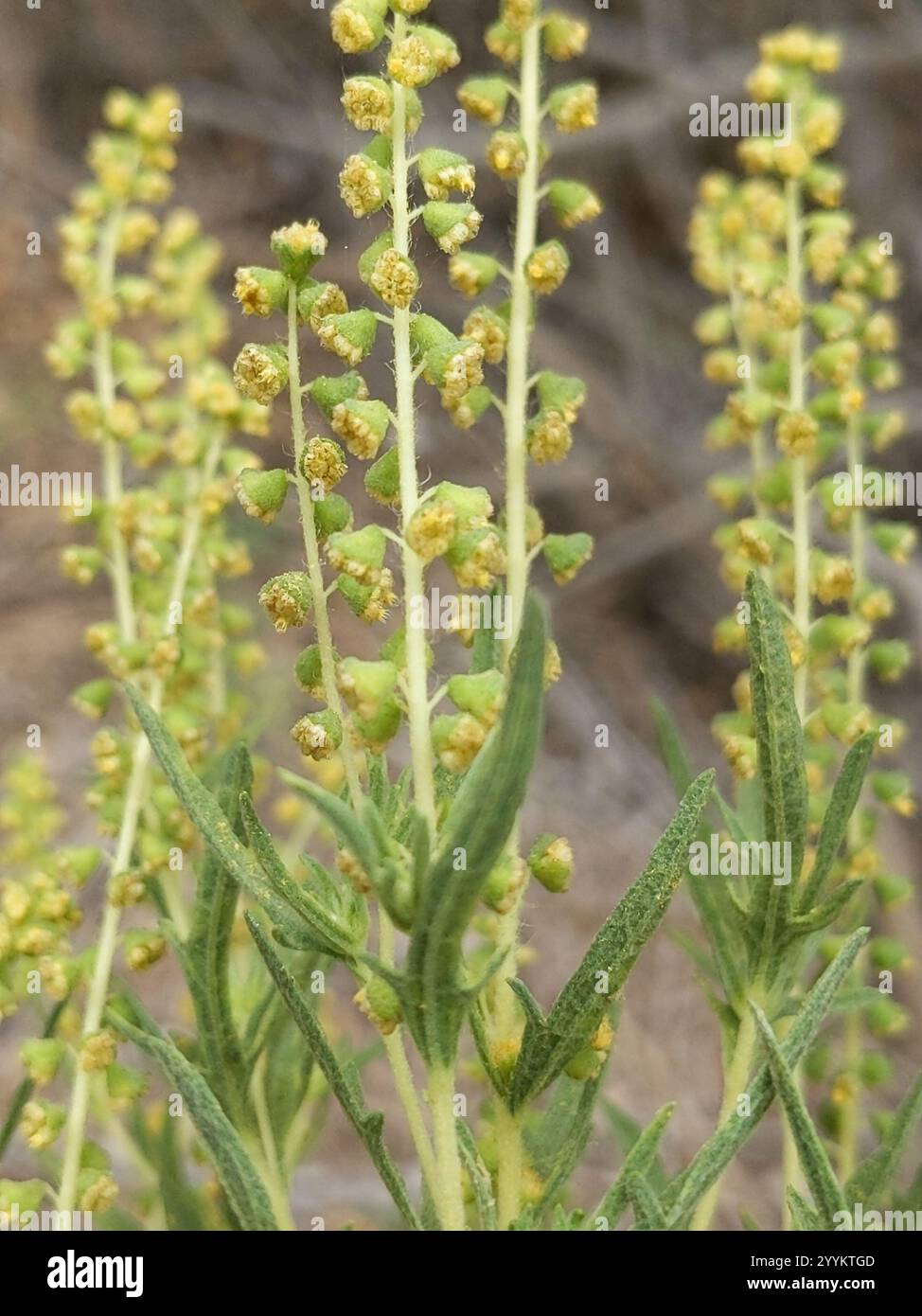 western ragweed (Ambrosia psilostachya Stock Photo - Alamy