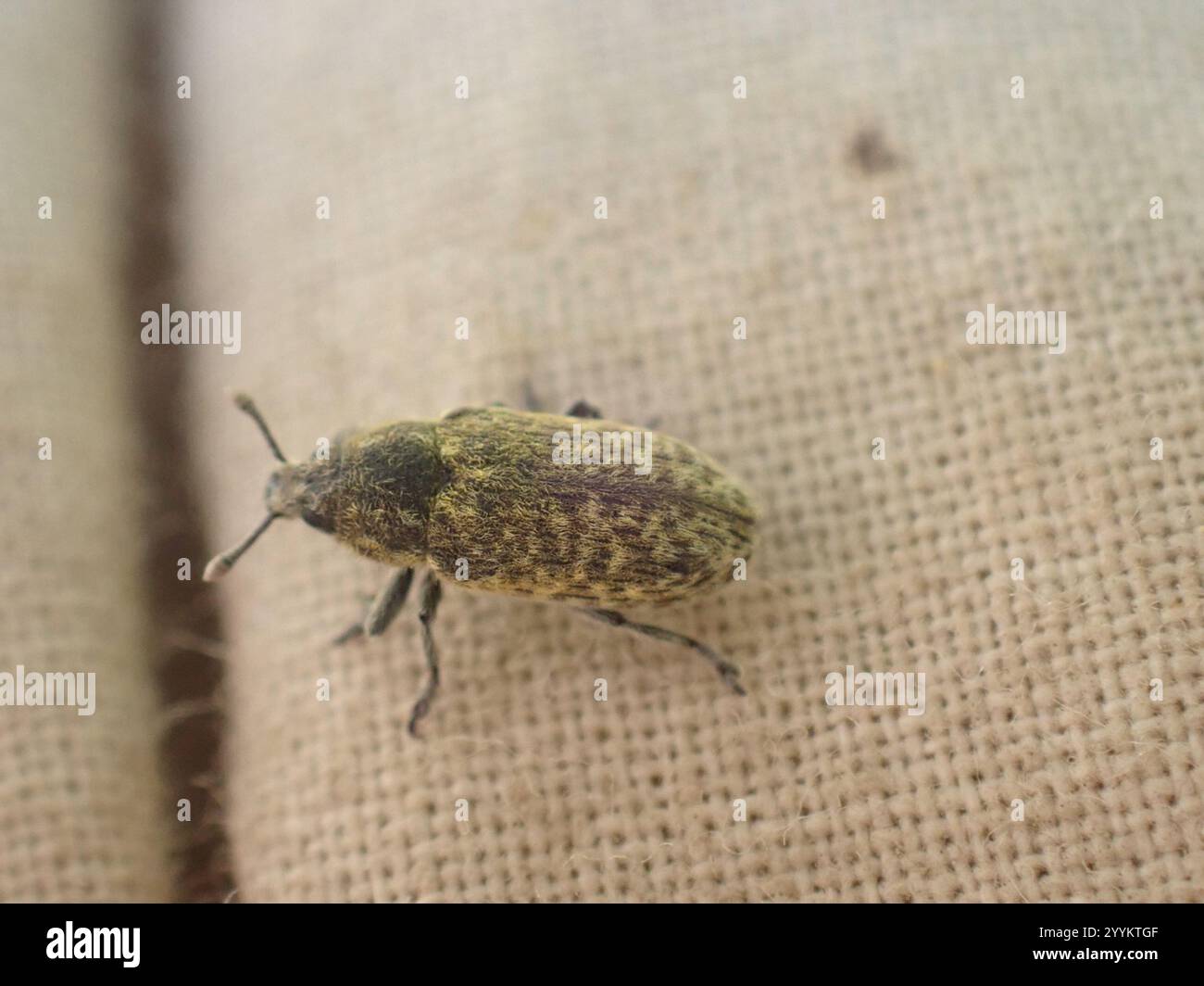 Nodding Thistle Receptacle Weevil (Rhinocyllus conicus Stock Photo - Alamy
